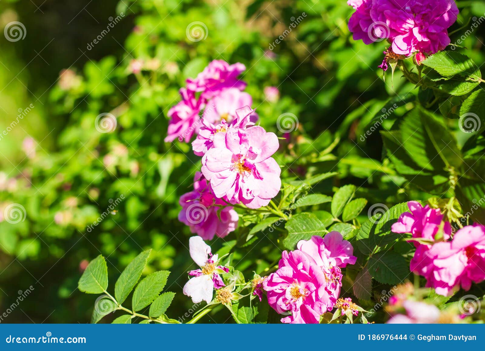 Pink Roses in the Garden, Pink Flowers in the Garden Stock Photo ...