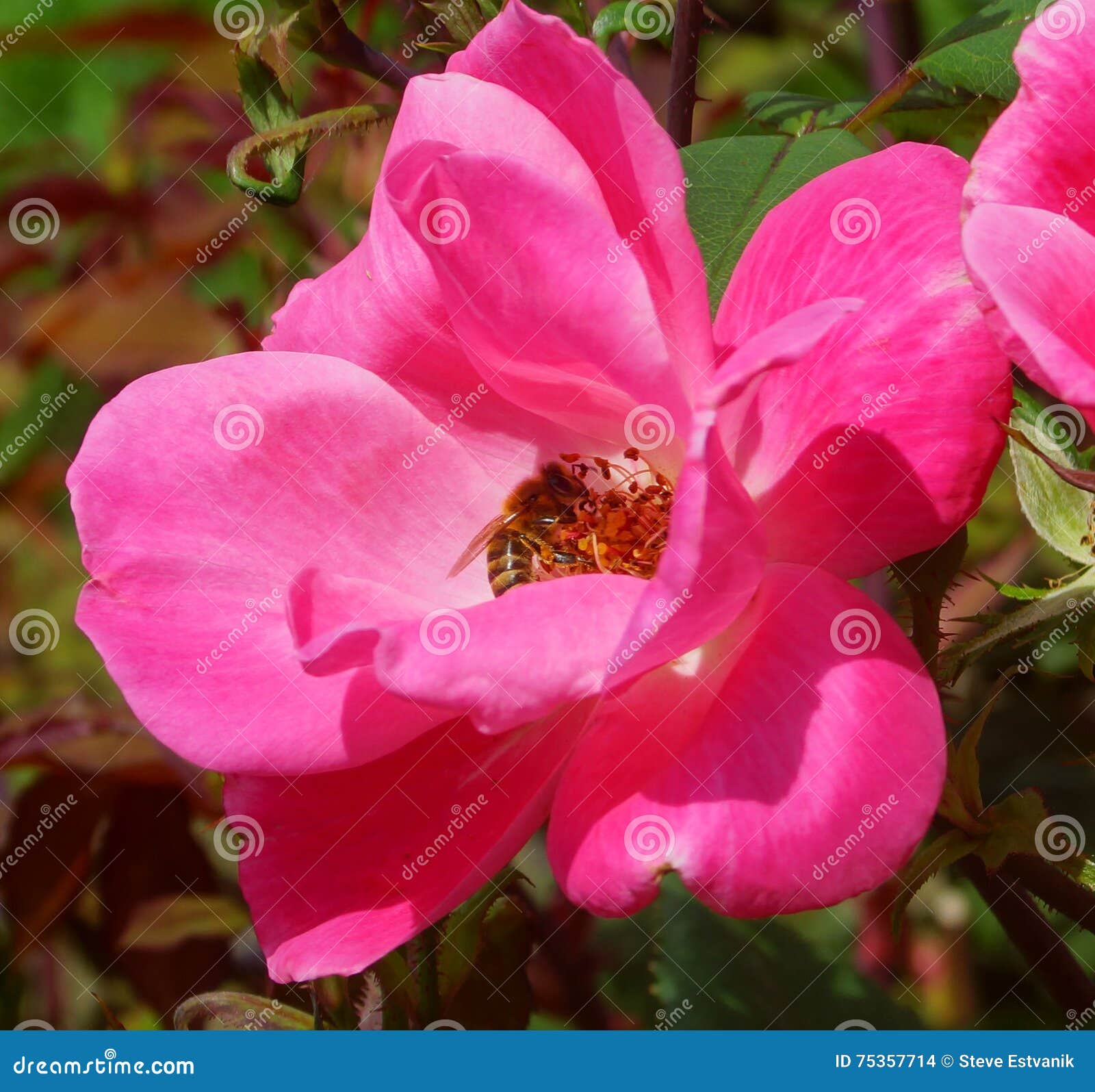 Pink roses in garden stock photo. Image of plant, flower - 75357714