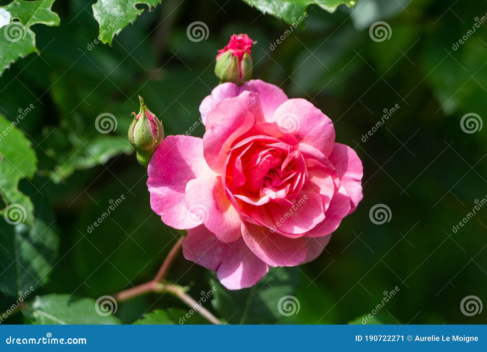 Pink roses in a garden stock image. Image of flora, outdoor - 190722271