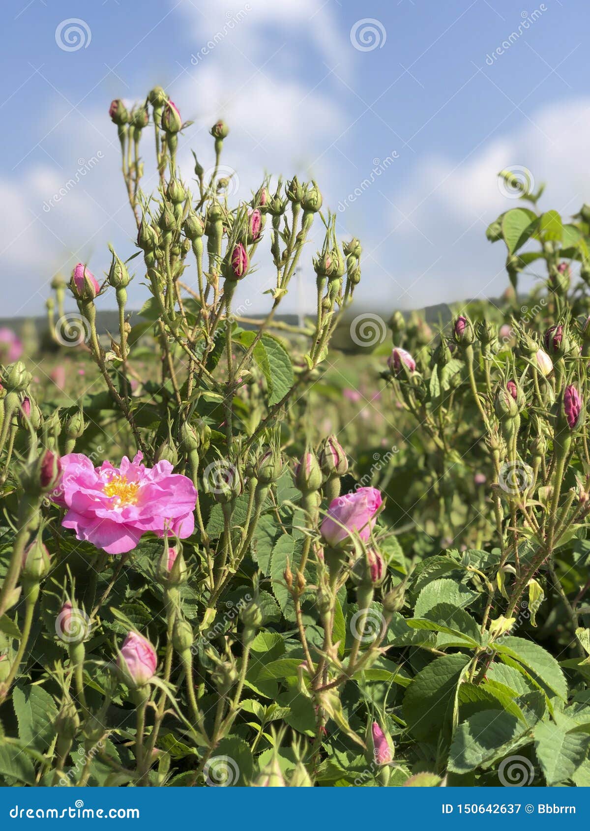 Pink Roses at Garden in Spring Stock Image - Image of rosebush, plant ...