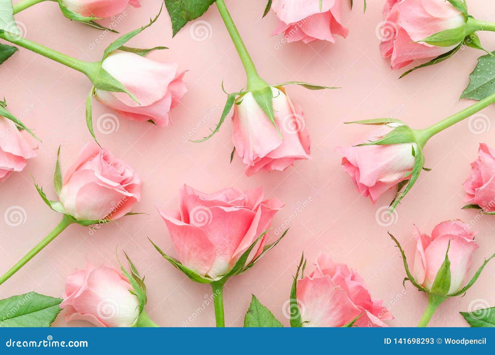 Pink Roses Gently Pattern. Roses Arranged on Pink Background, Overhead ...