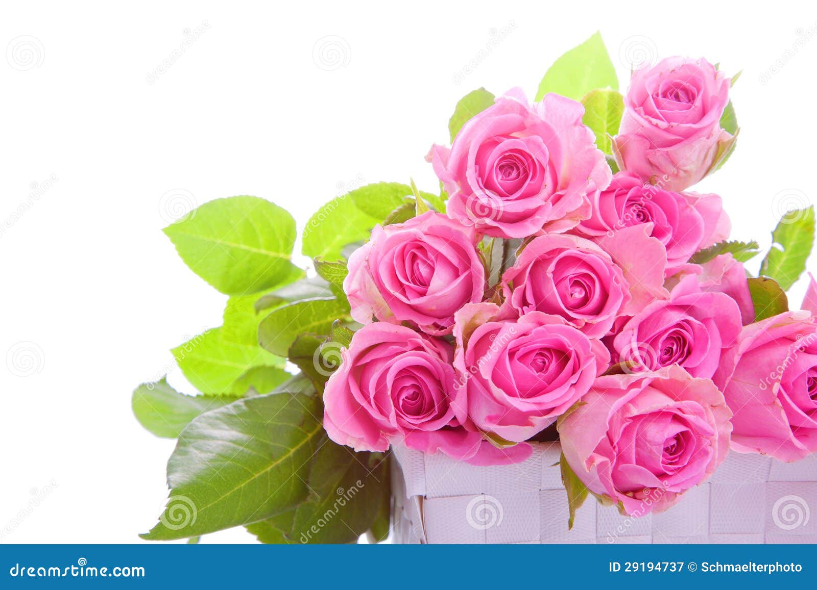 Pink roses in a gift box stock image. Image of green - 29194737