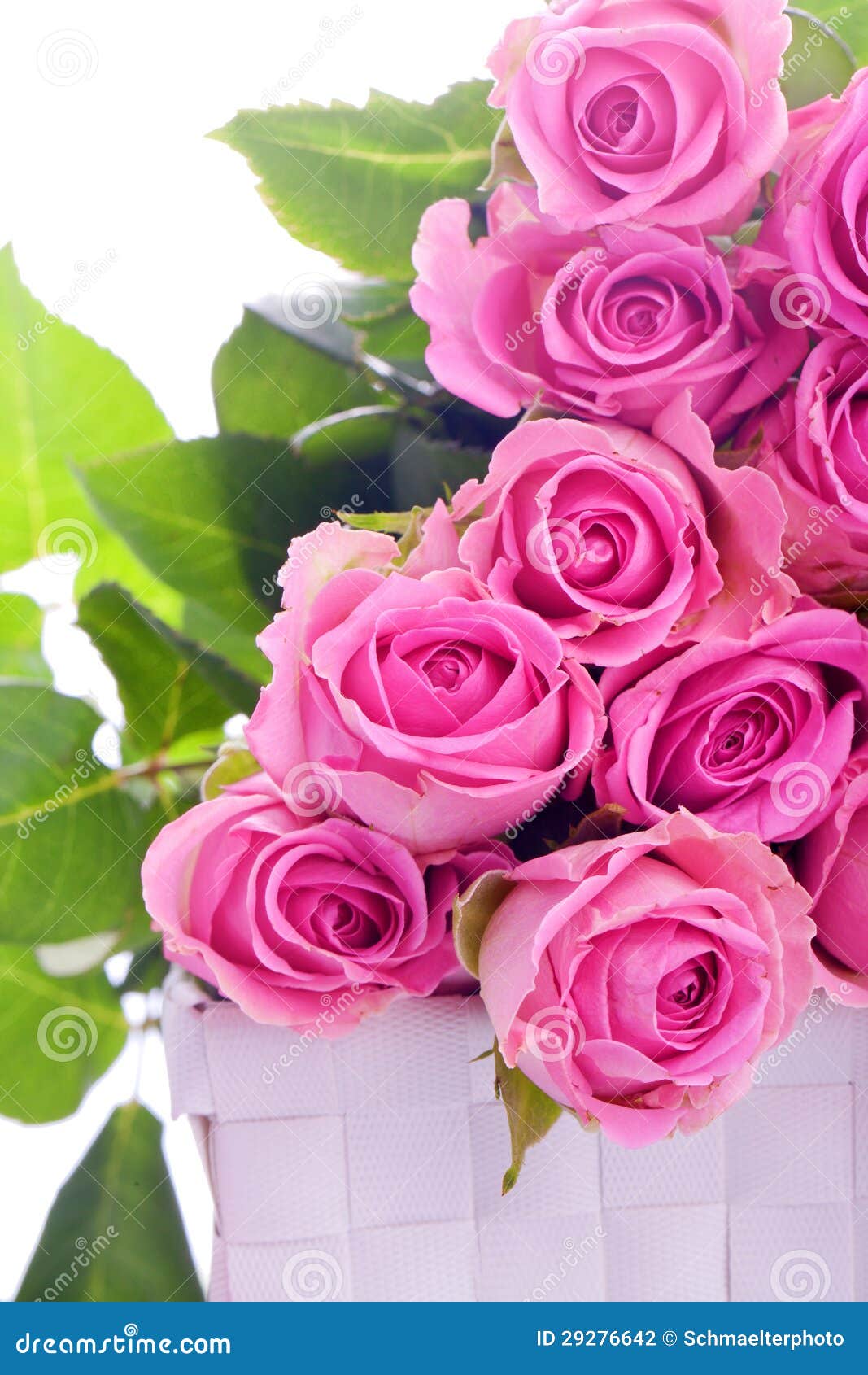Pink roses in a gift box stock photo. Image of fresh - 29276642