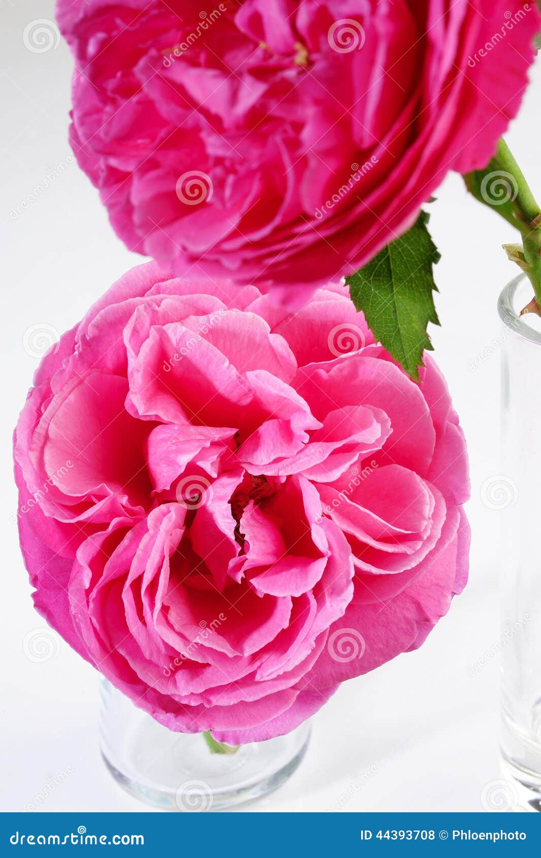 Pink roses in glass stock photo. Image of valentine, macro - 44393708