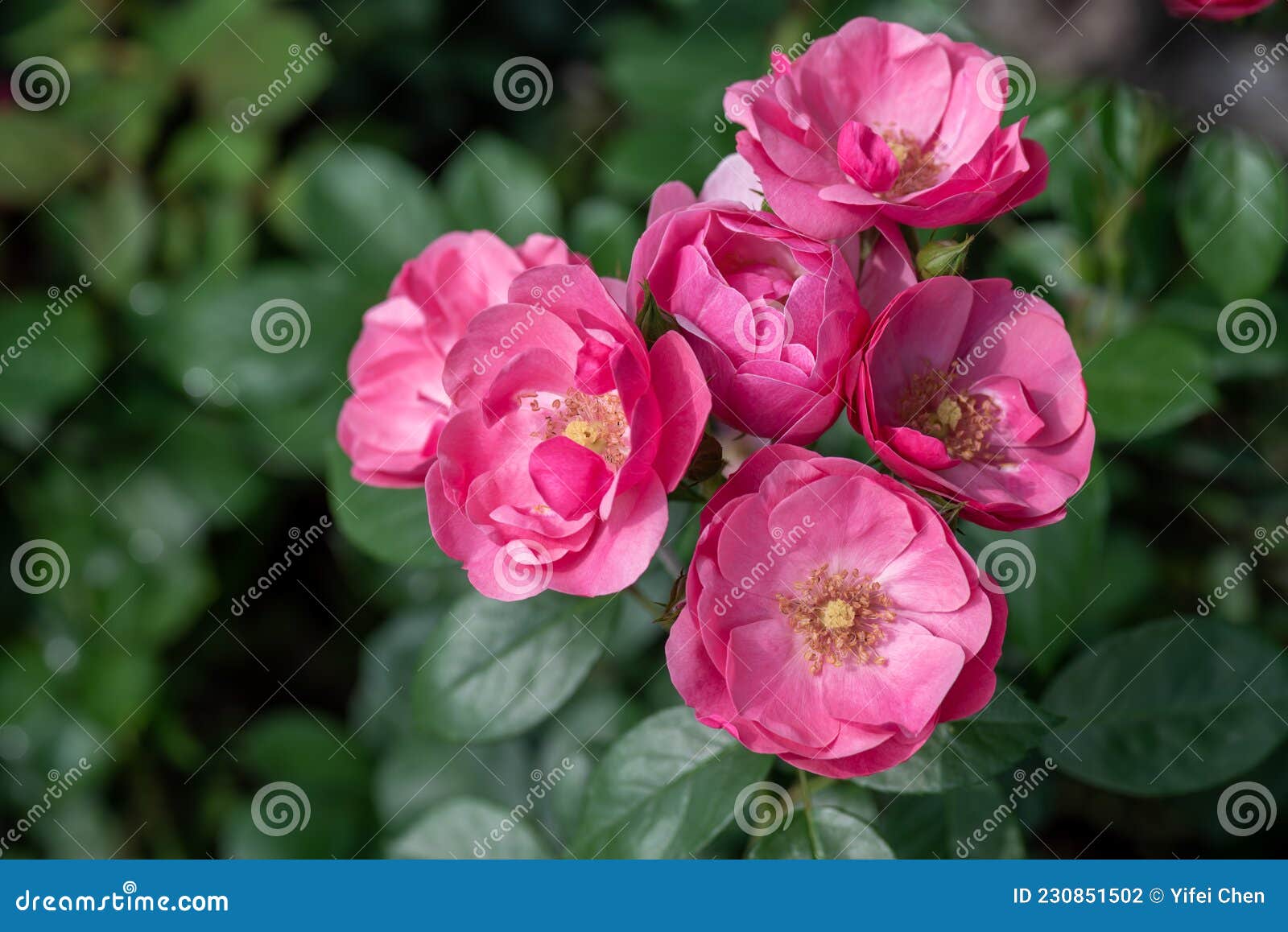 Pink Roses on a Green Background Stock Photo - Image of blossom, garden ...