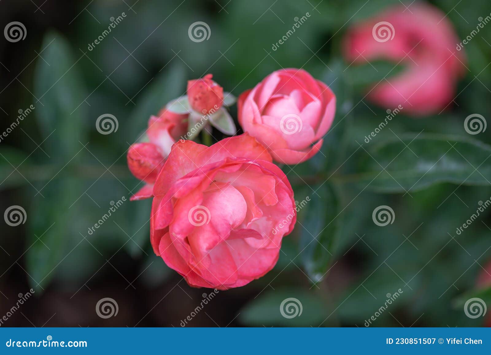 Pink Roses on a Green Background Stock Image - Image of pergola, summer ...