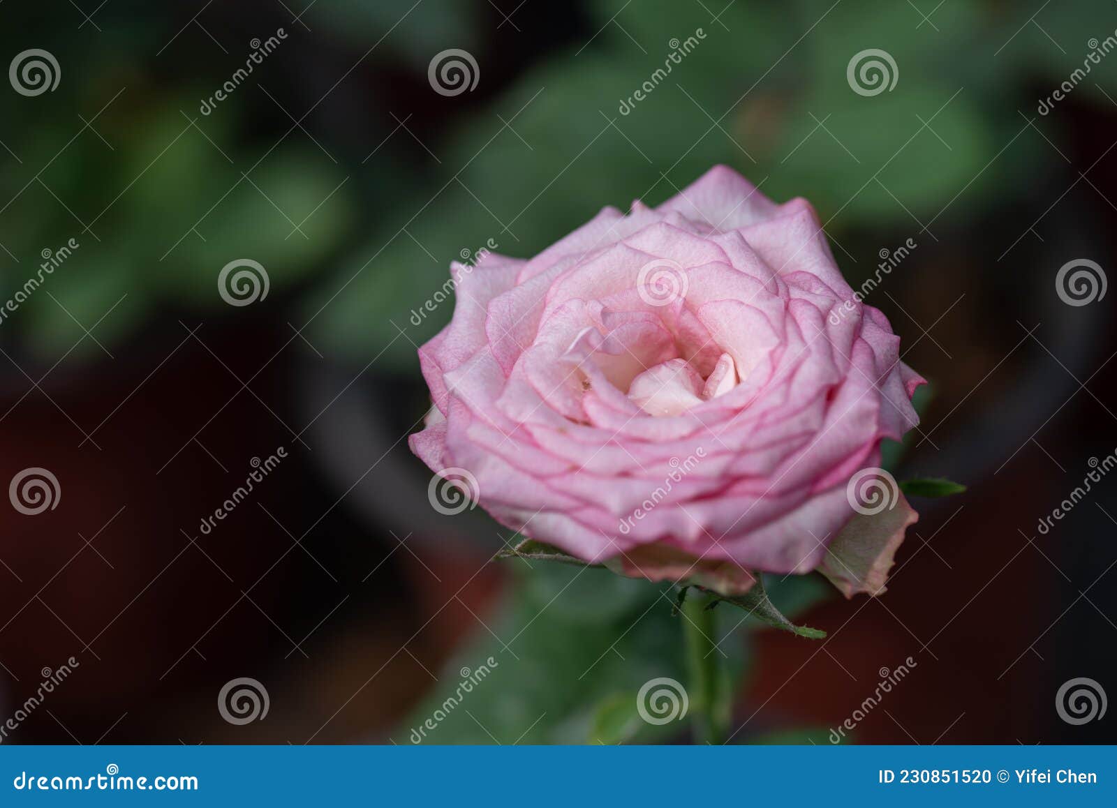 Pink Roses on a Green Background Stock Photo - Image of celebration ...