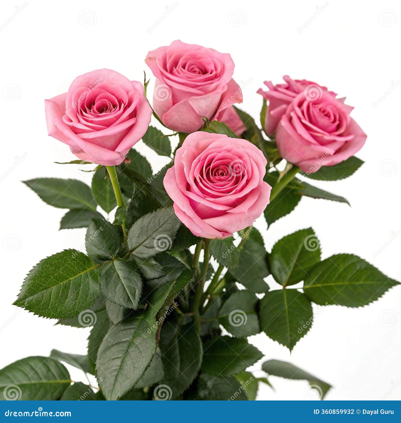 Pink Roses with Green Leaves Isolated on White Background Stock ...