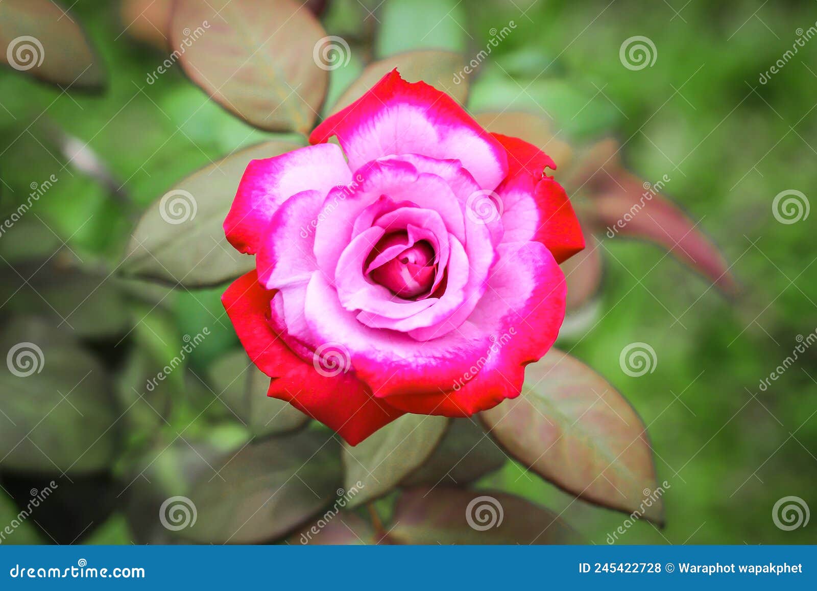Pink Roses with Green Nature Background Stock Photo - Image of formal ...