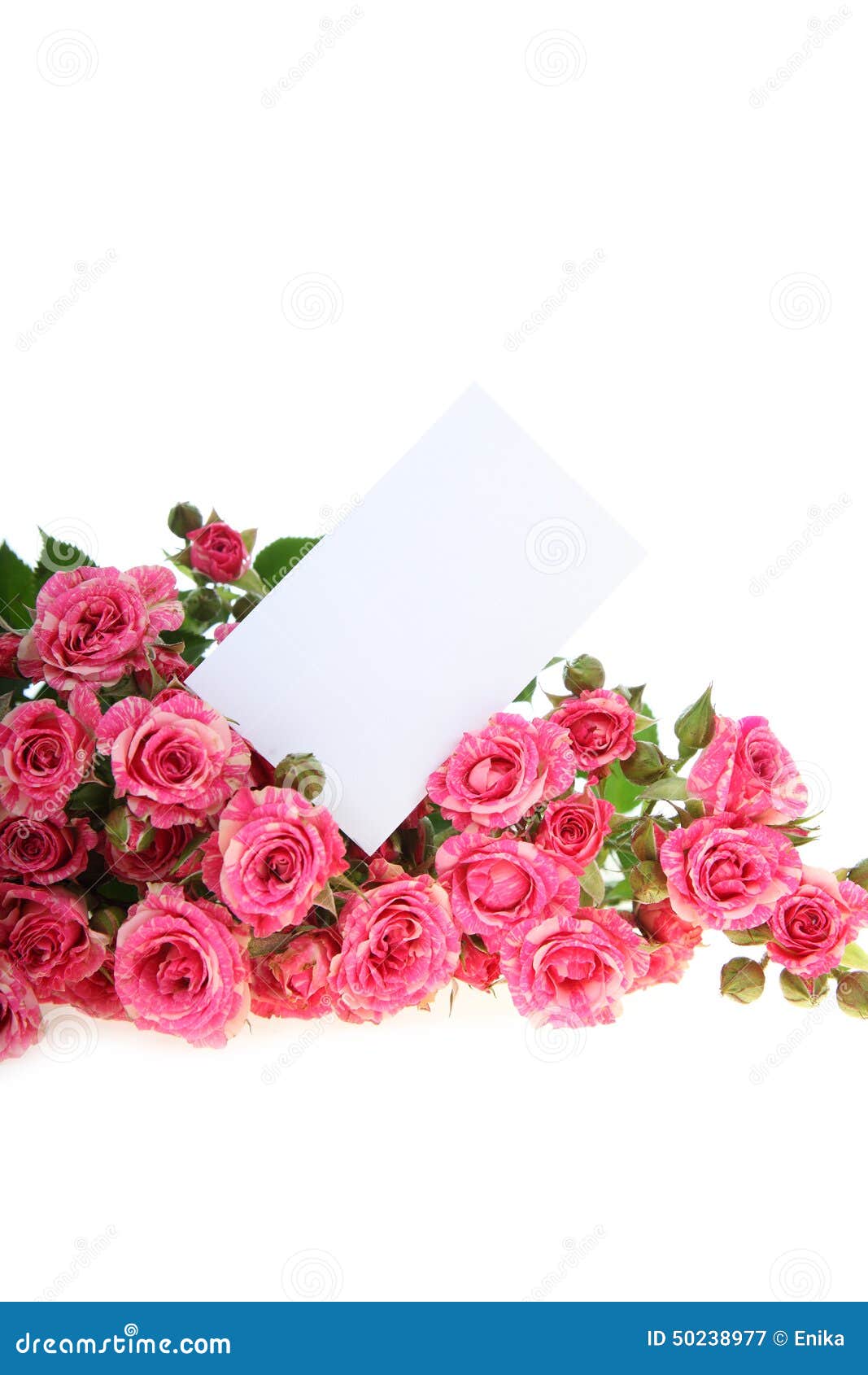 Pink Roses and Greeting Card Stock Image - Image of greeting, white ...