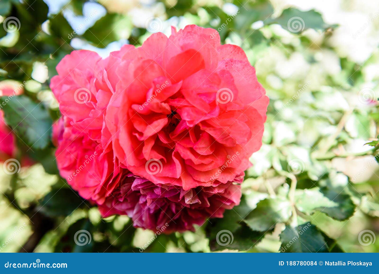 Pink Roses Growing in Garden Stock Photo - Image of white, beauty ...