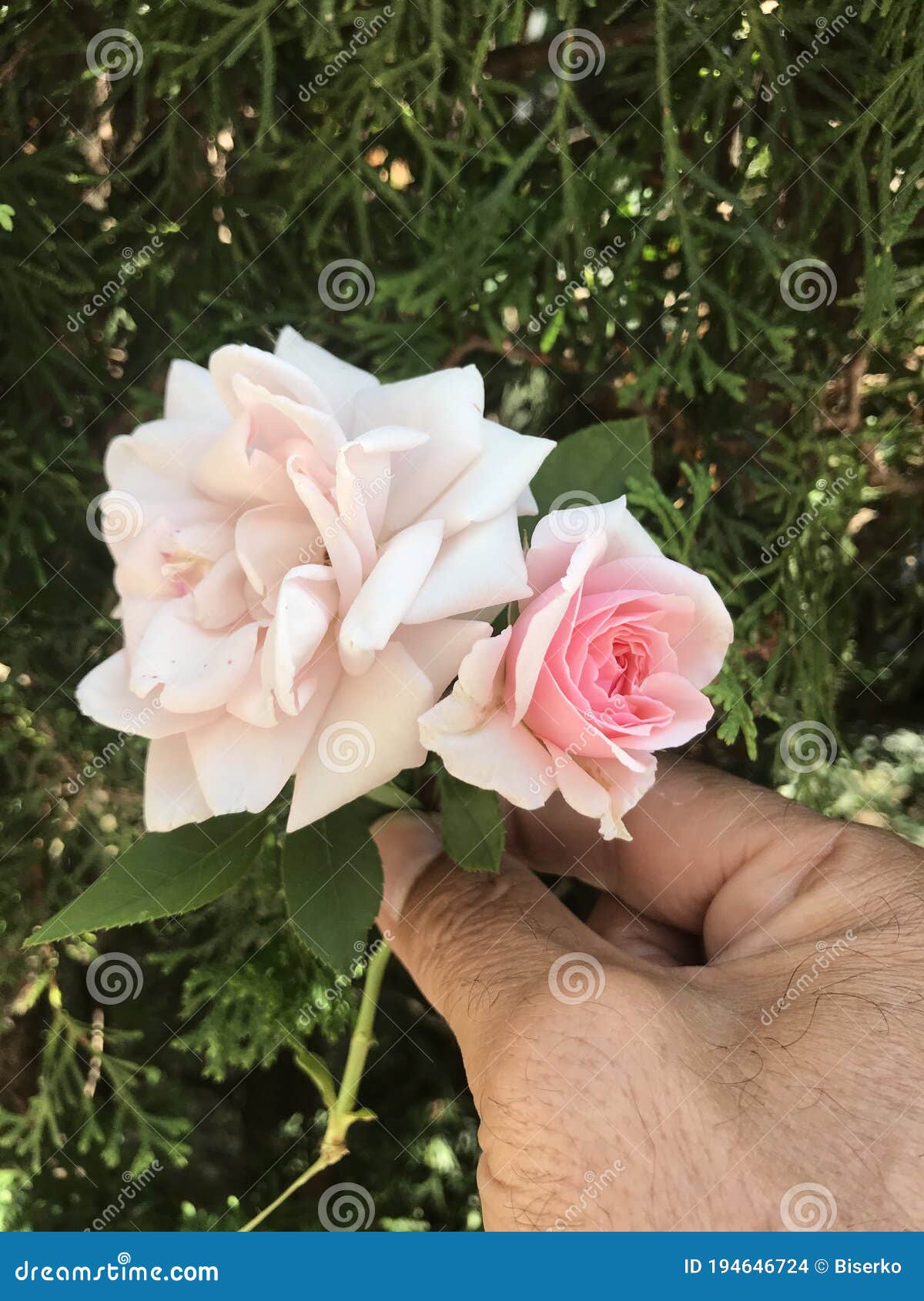 Pink roses in the hand stock photo. Image of pink, habd - 194646724
