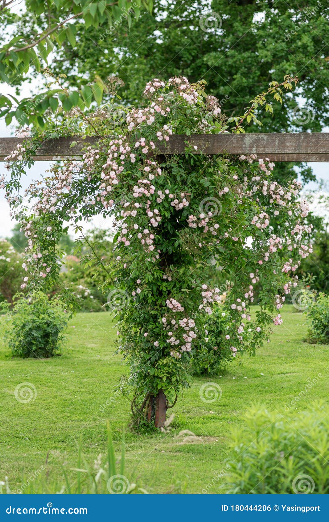Pink Roses Hanging in the Garden. Suspended Roses Stock Photo - Image ...