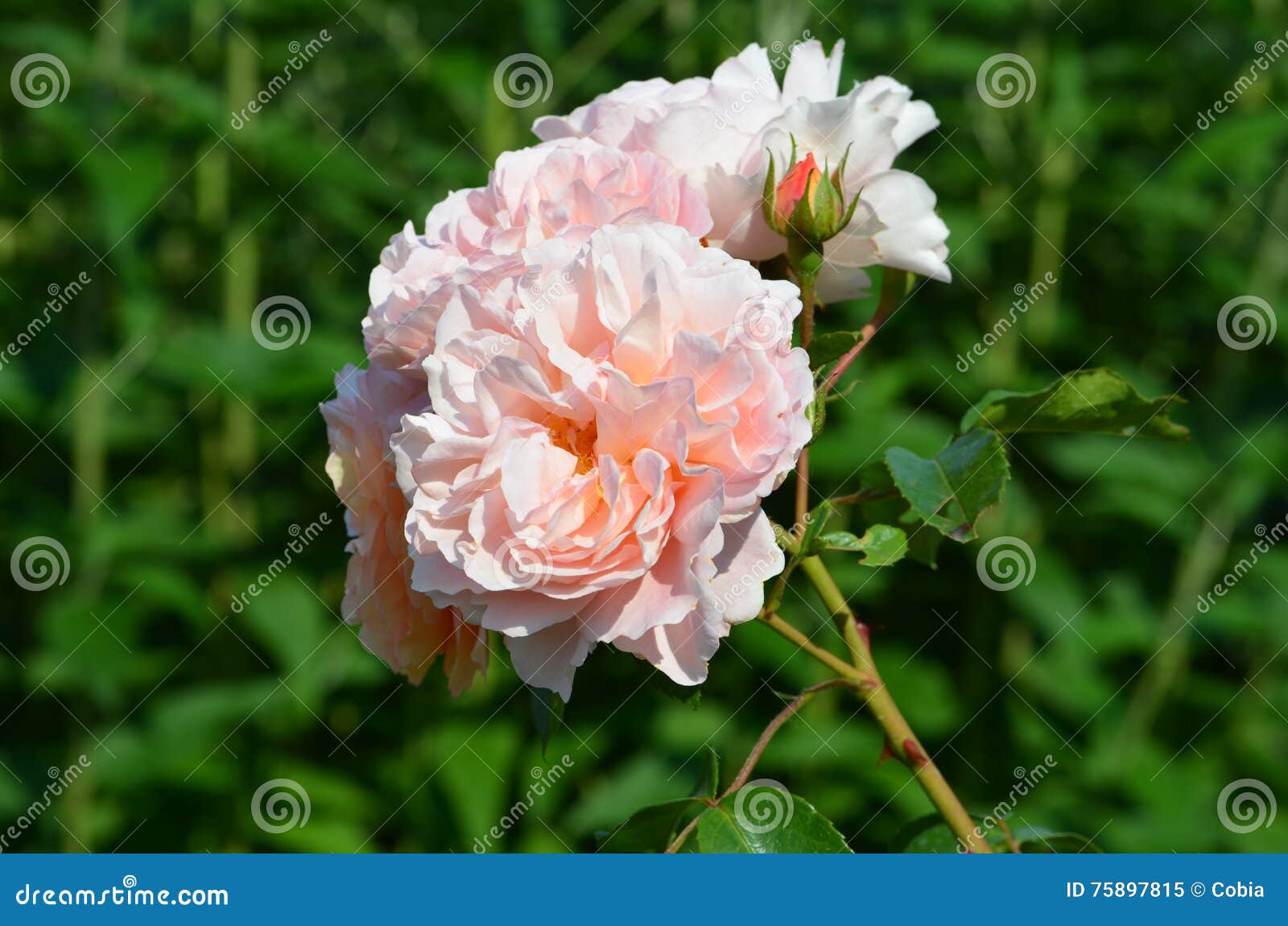 Pink Roses stock image. Image of detail, florescence - 75897815