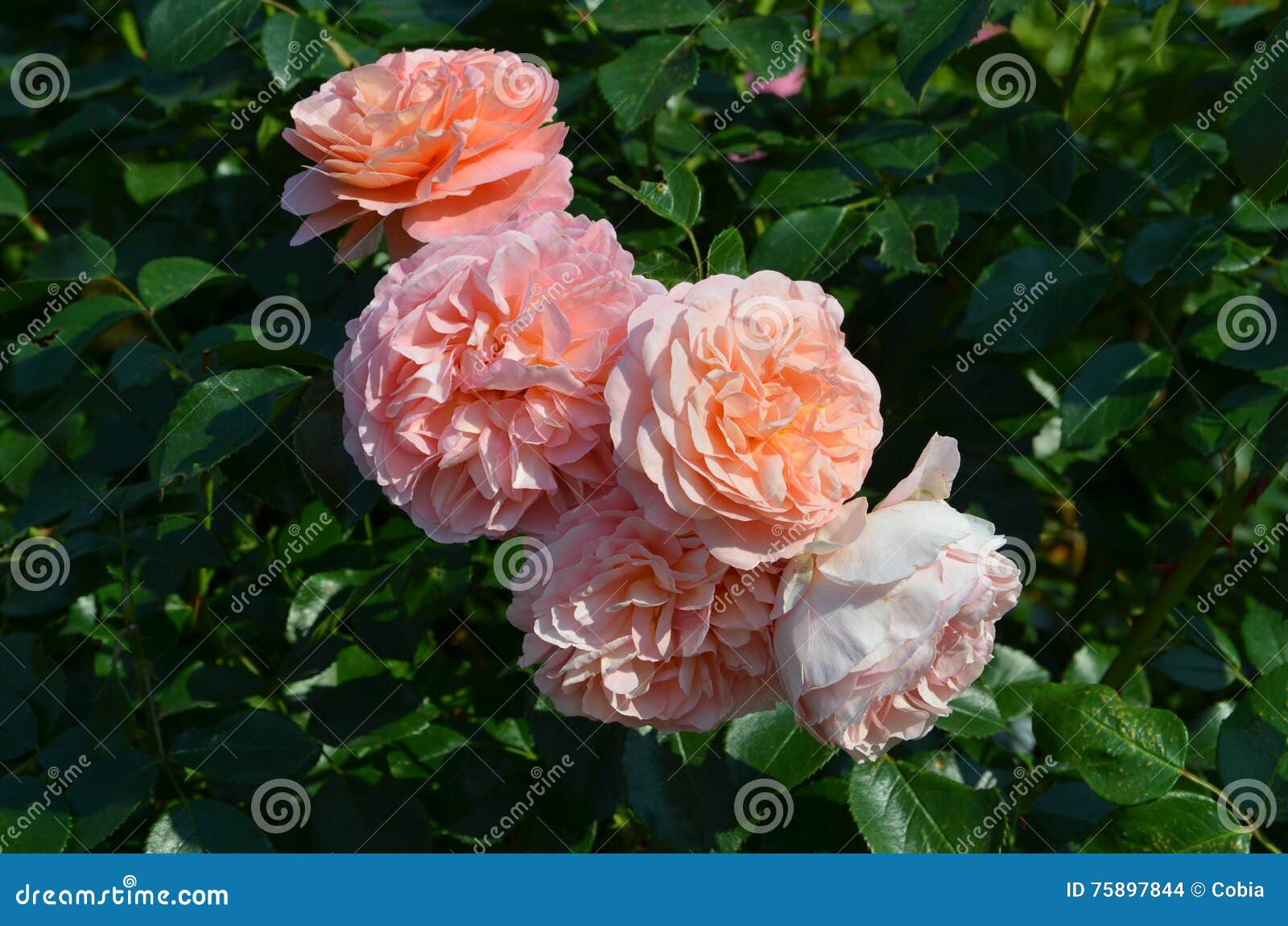 Pink Roses stock photo. Image of gardens, rosebud, leaves - 75897844