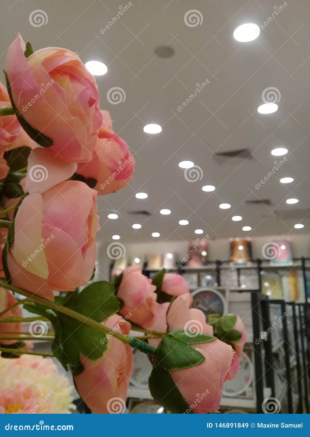 Pink Roses for Interior Design Stock Image - Image of interior ...
