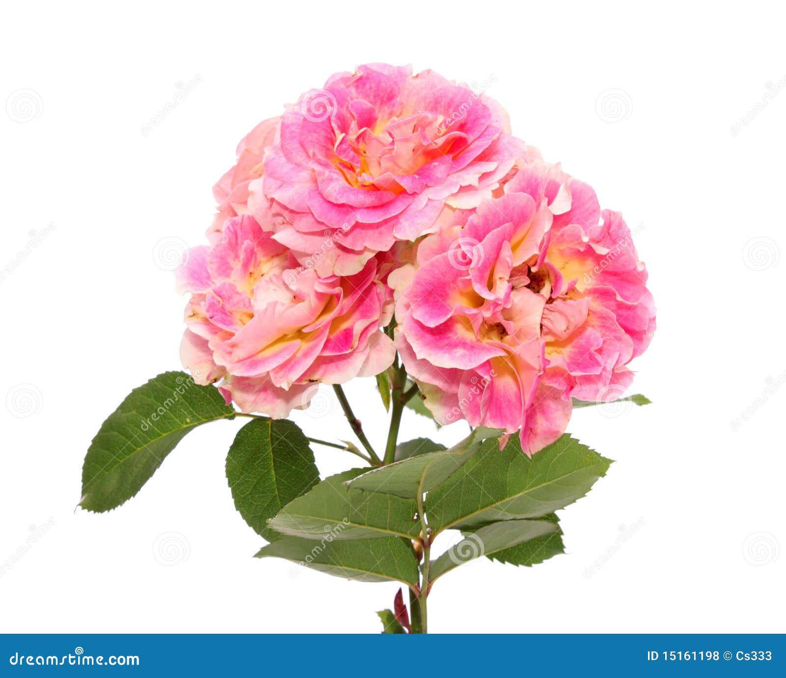 Pink roses, isolated. stock photo. Image of petal, roses - 15161198