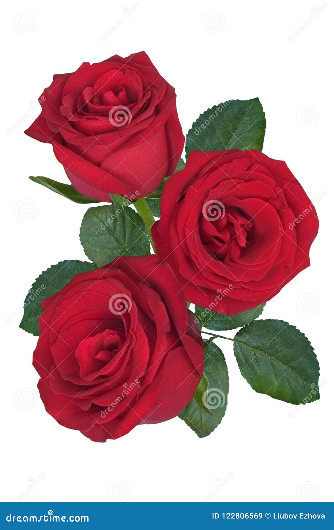 Pink roses isolated stock image. Image of bloom, natural - 122806569