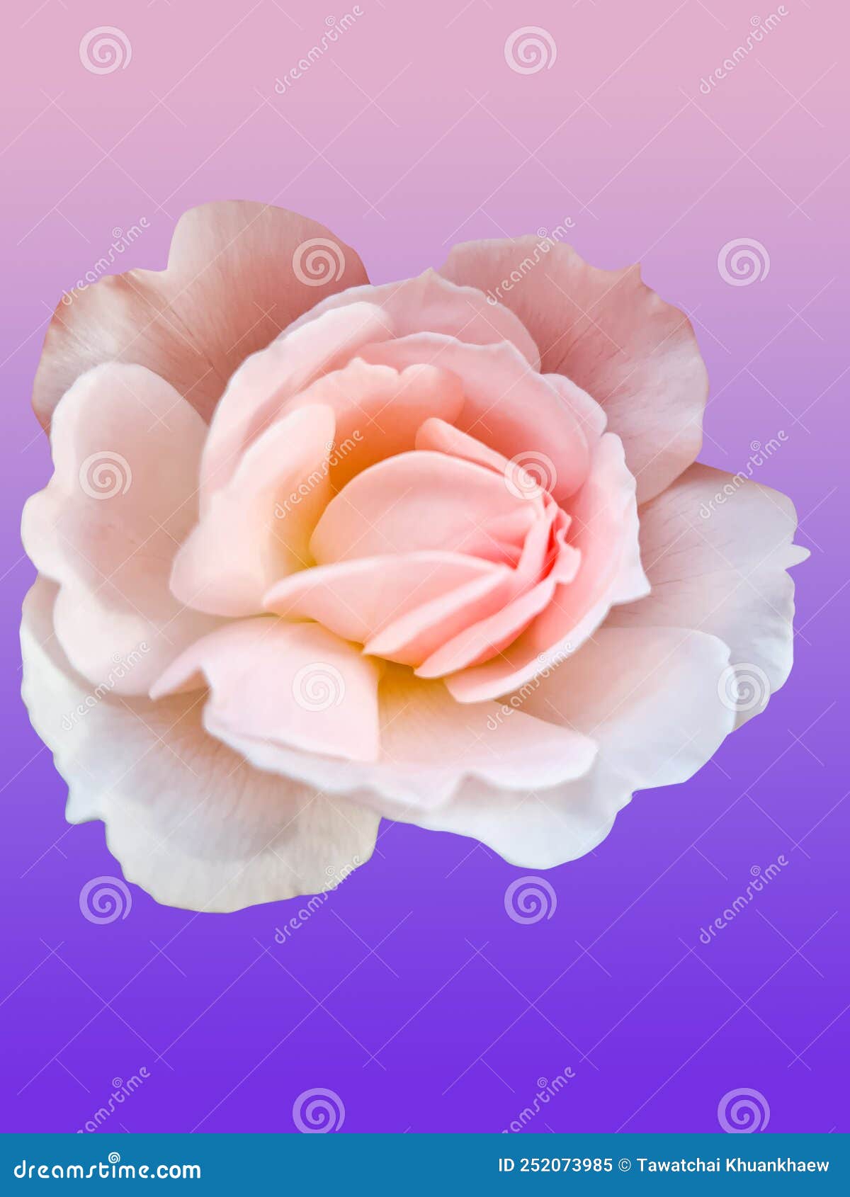 Pink Roses on Isolated Purple Gradient Background Stock Image - Image ...