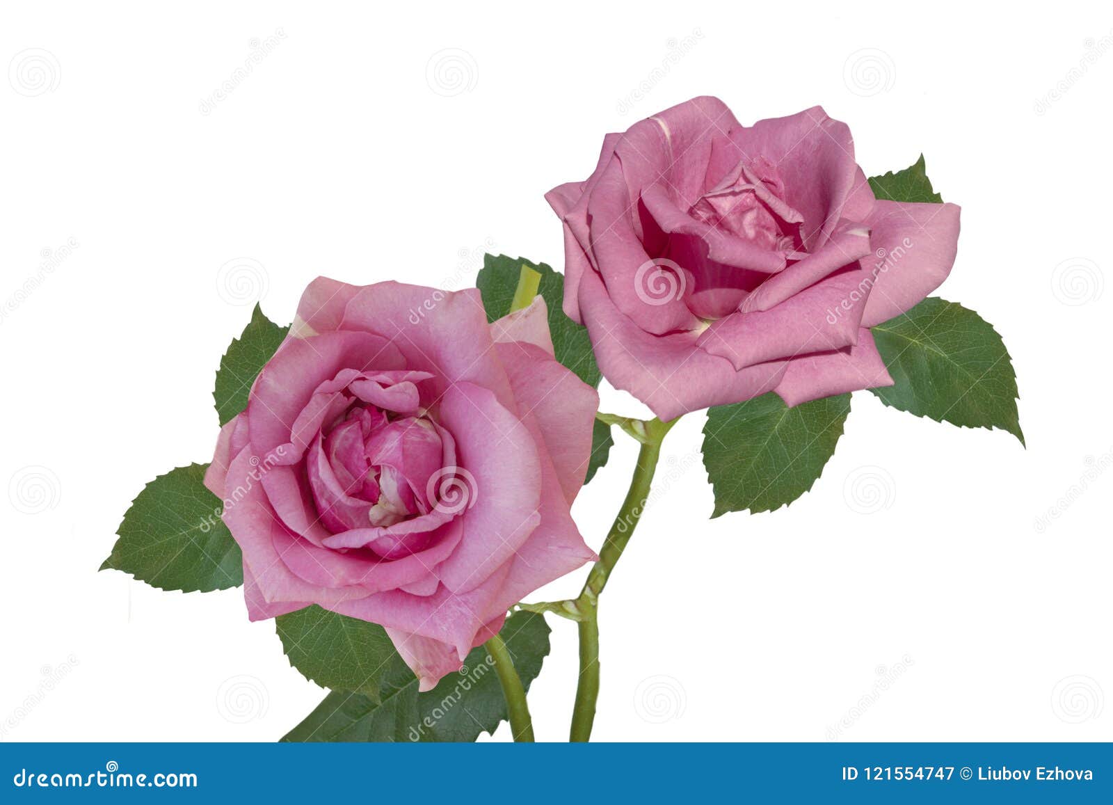 Pink roses isolated stock image. Image of background - 121554747