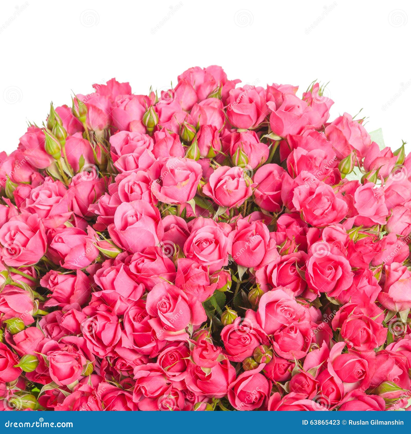 Pink Roses Isolated on White Background Stock Image - Image of color ...