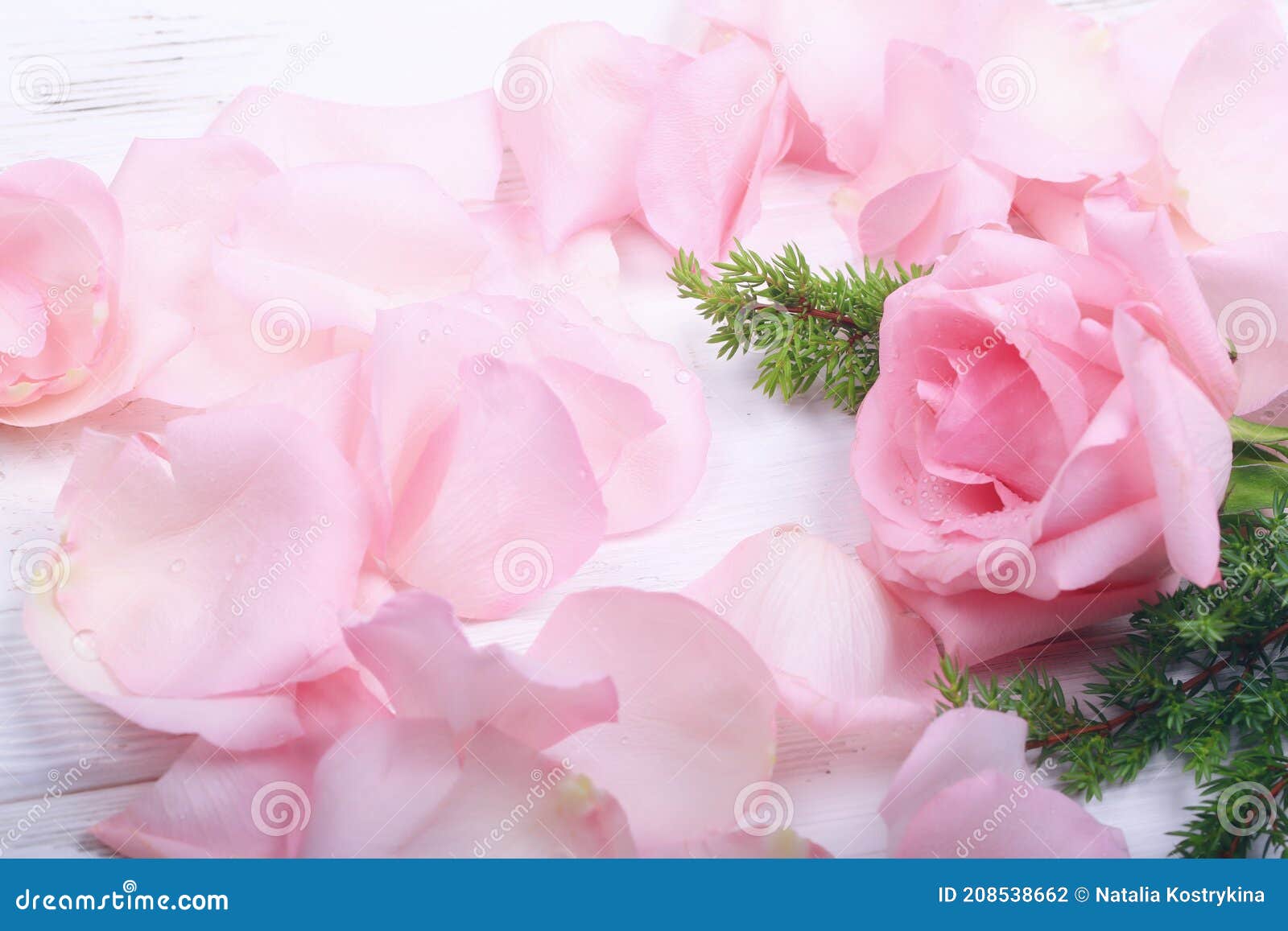 Pink Roses on a Light Background Stock Photo - Image of background ...