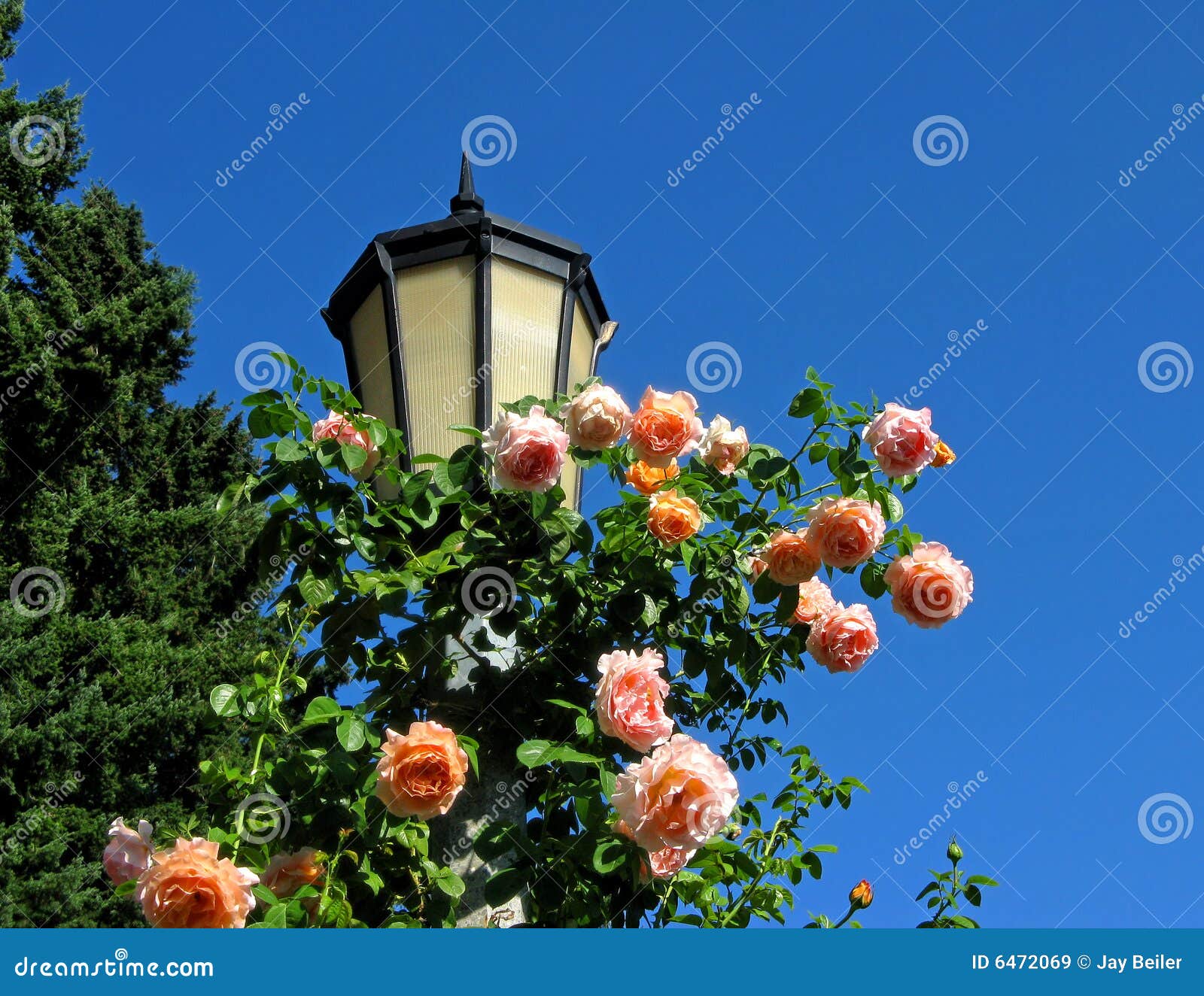 Pink roses on light pole stock image. Image of portland - 6472069