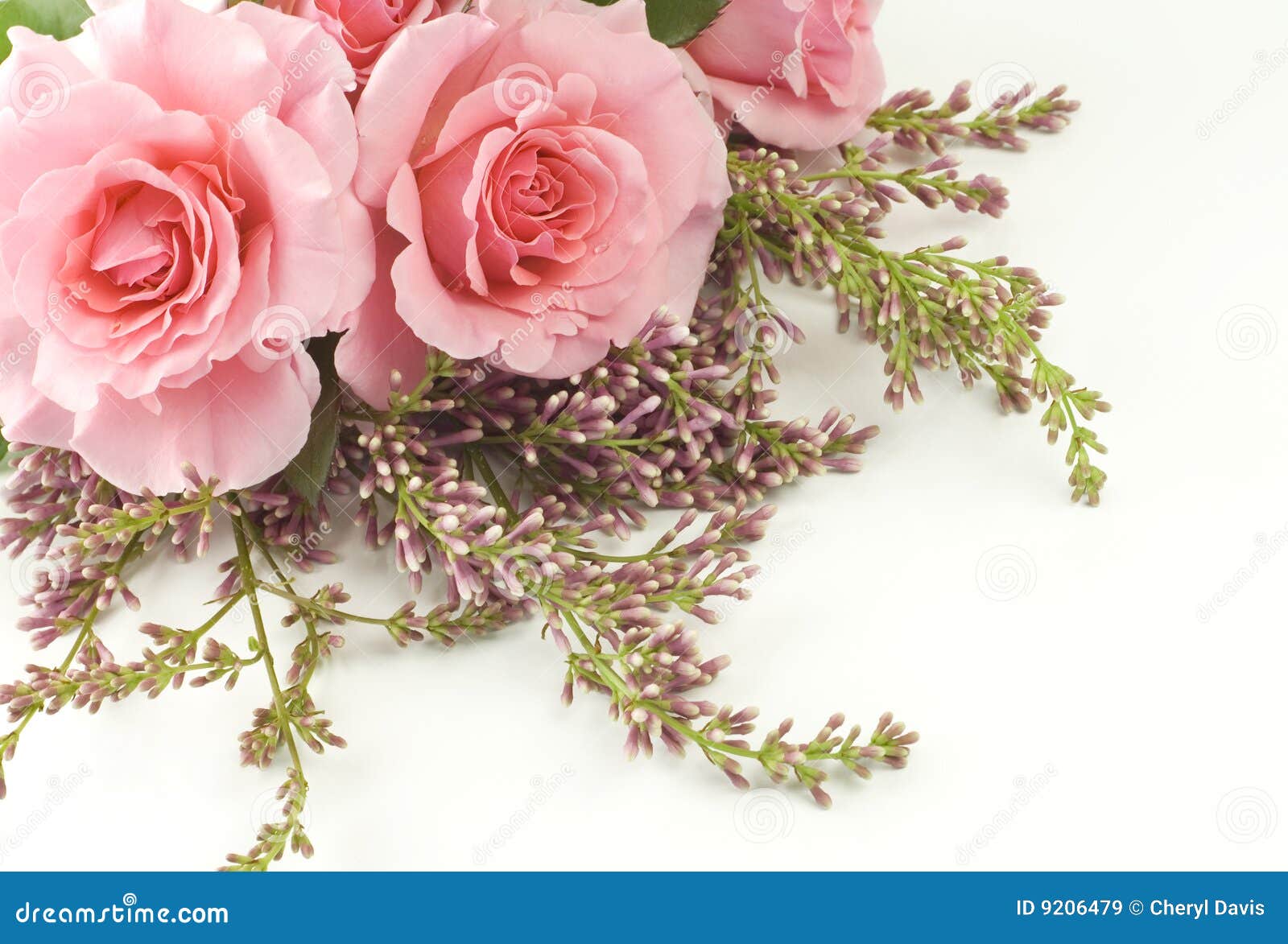 Pink Roses and Lilac White Background Stock Image - Image of flora ...