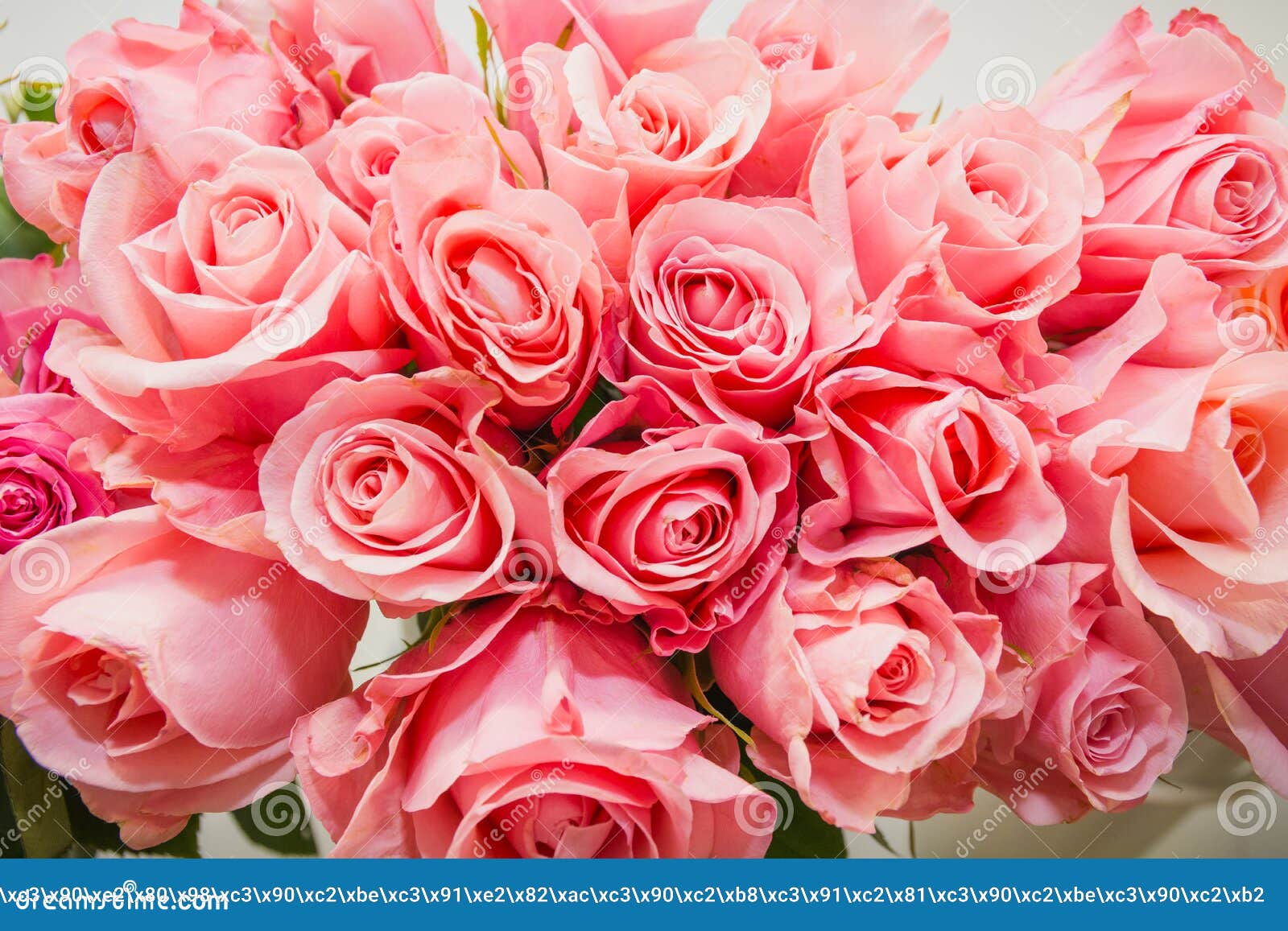 Pink Roses. it is a Lot of Pink Roses Stock Photo - Image of flora ...