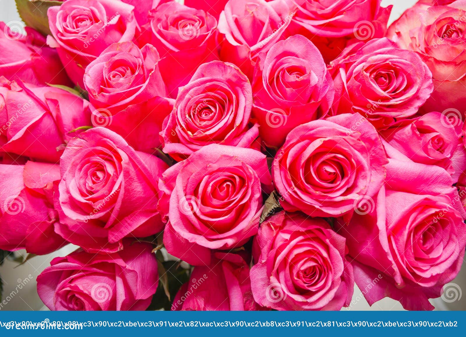 Pink Roses. it is a Lot of Pink Roses Stock Photo - Image of decoration ...