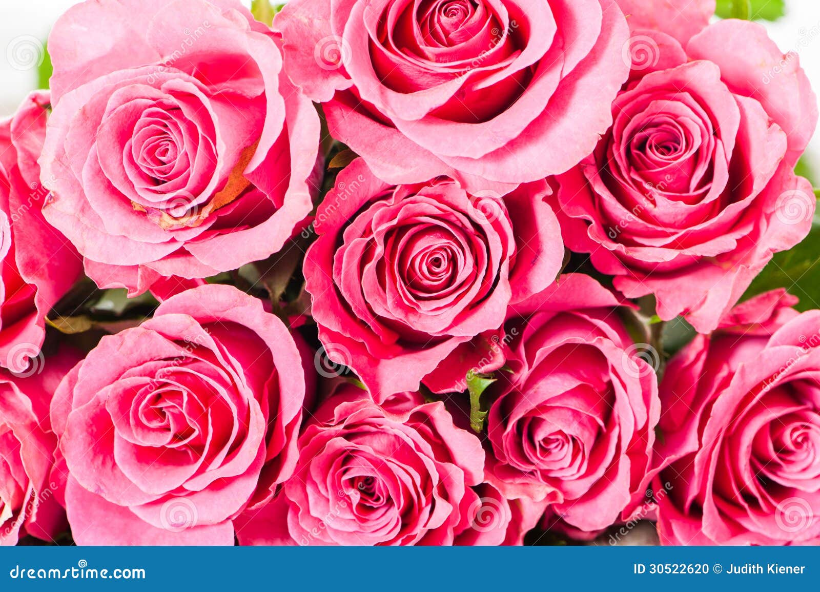 Pink roses stock photo. Image of bunch, beautiful, closeup - 30522620