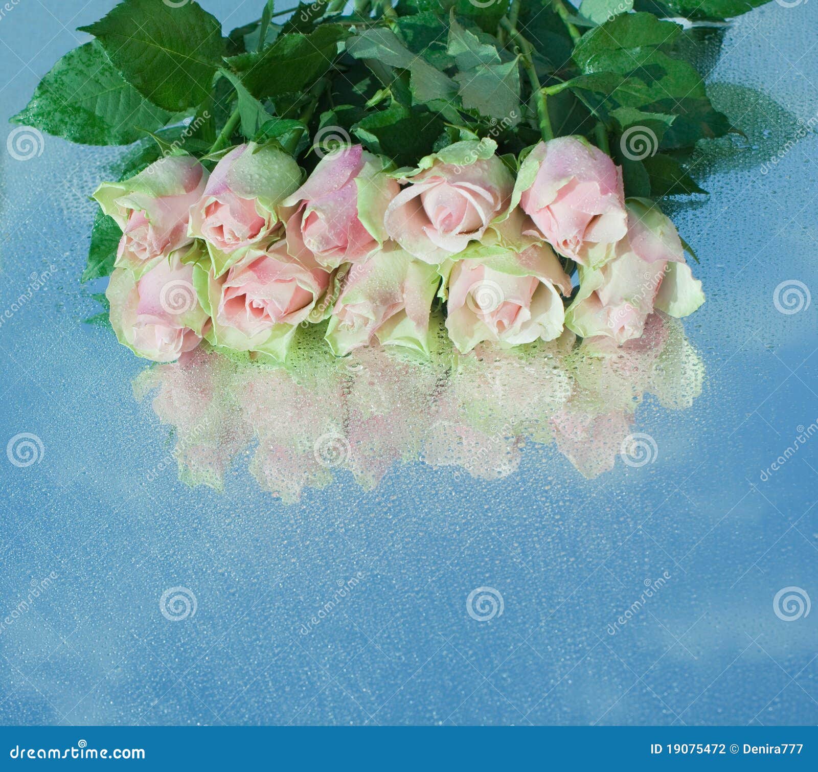 Pink roses on a mirror. stock photo. Image of flora, bouquet - 19075472