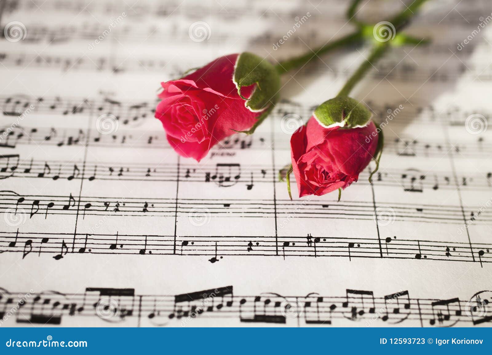 Pink Roses on Musical Notes Stock Image - Image of musical, black: 12593723