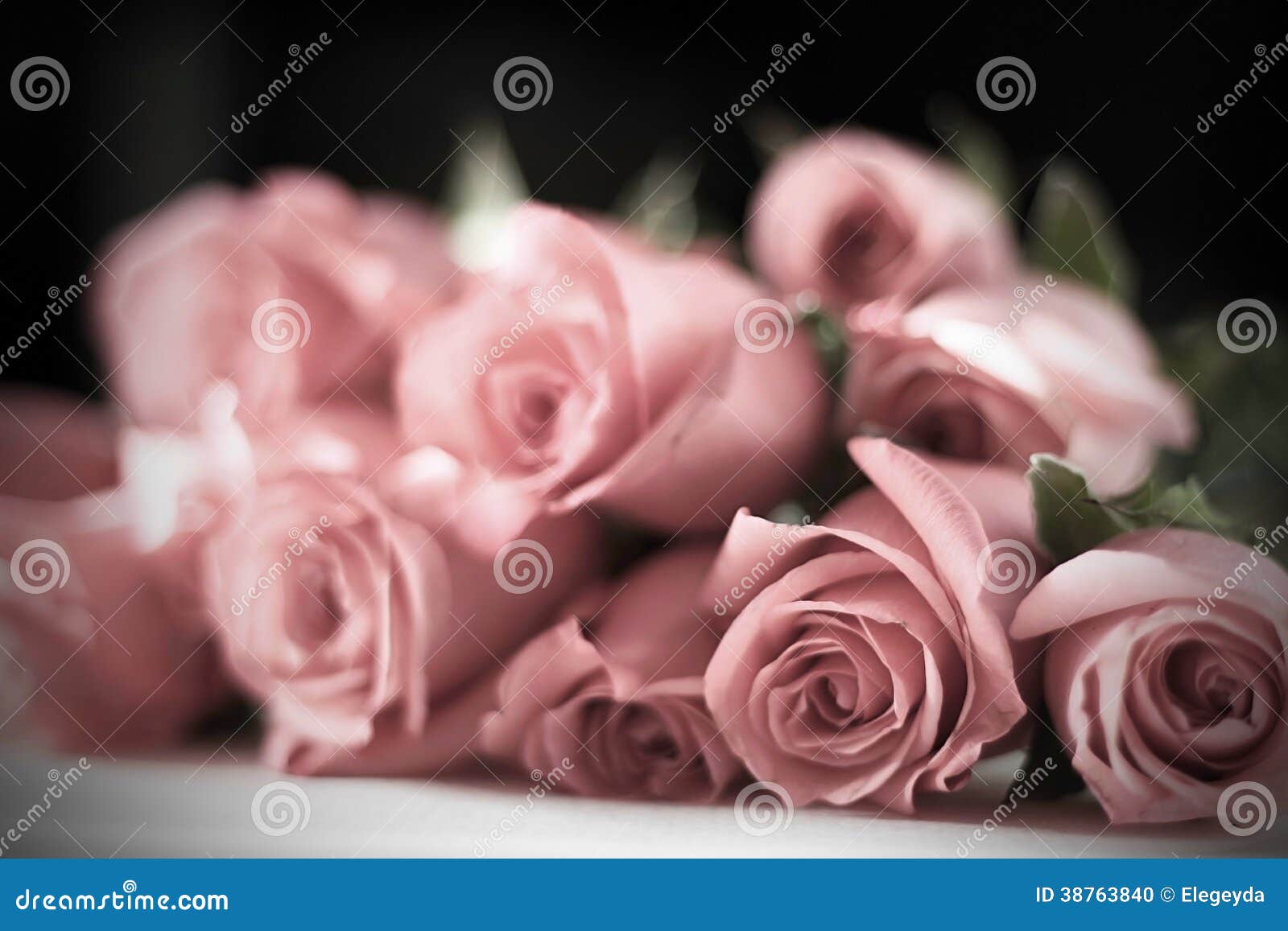 Pink roses stock photo. Image of pastel, collection, blossom - 38763840