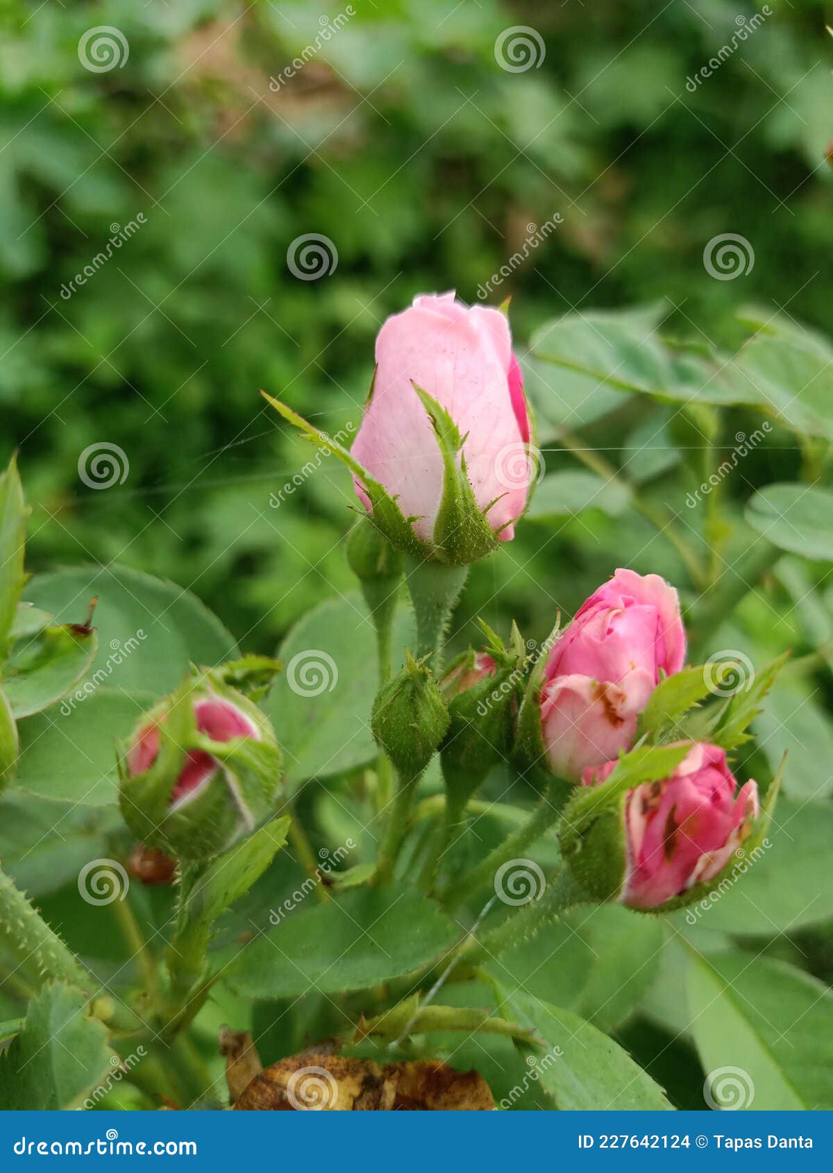 Pink roses necher stock photo. Image of shrub, nature - 227642124
