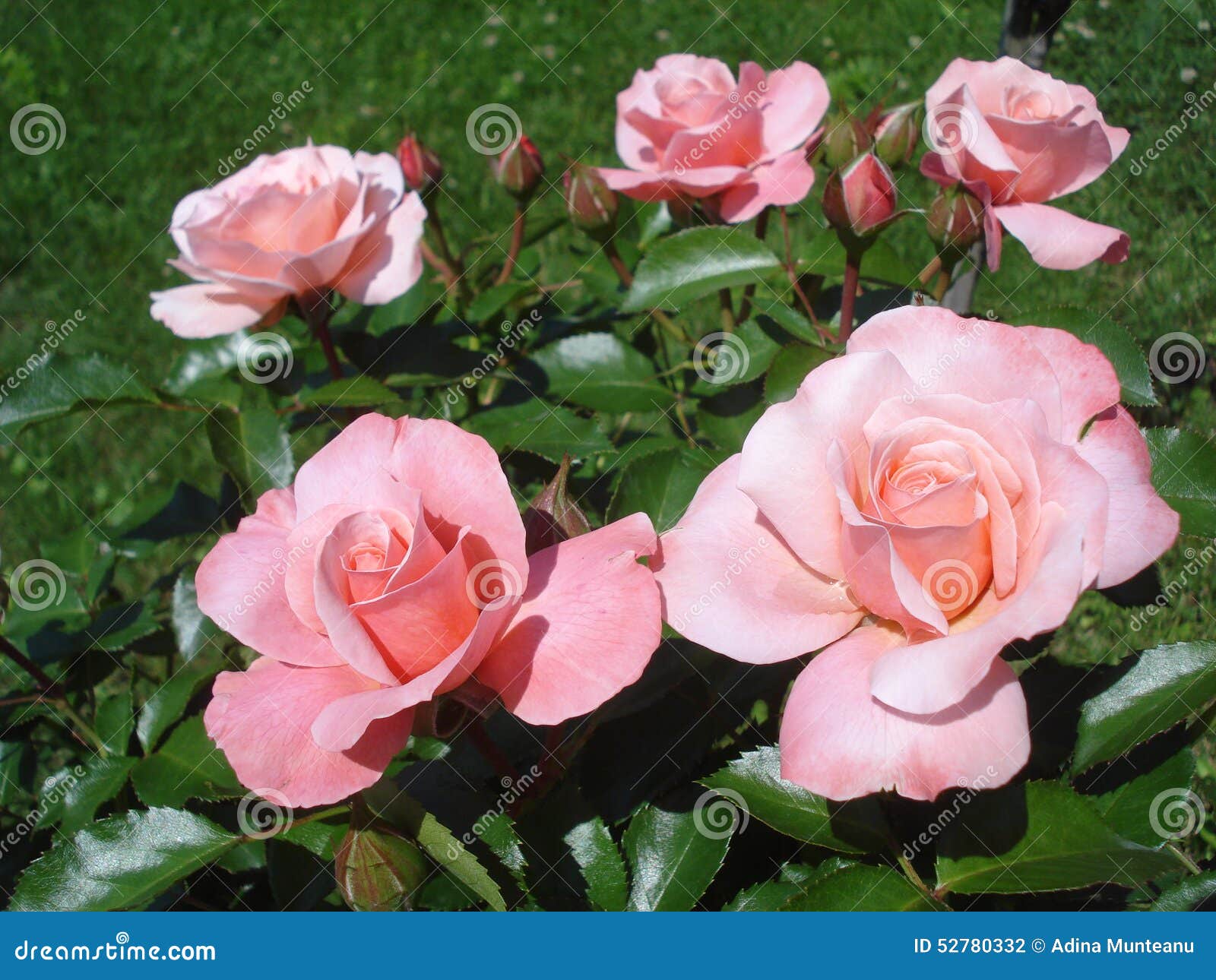 Pink roses in park stock photo. Image of beautiful, sunlight - 52780332