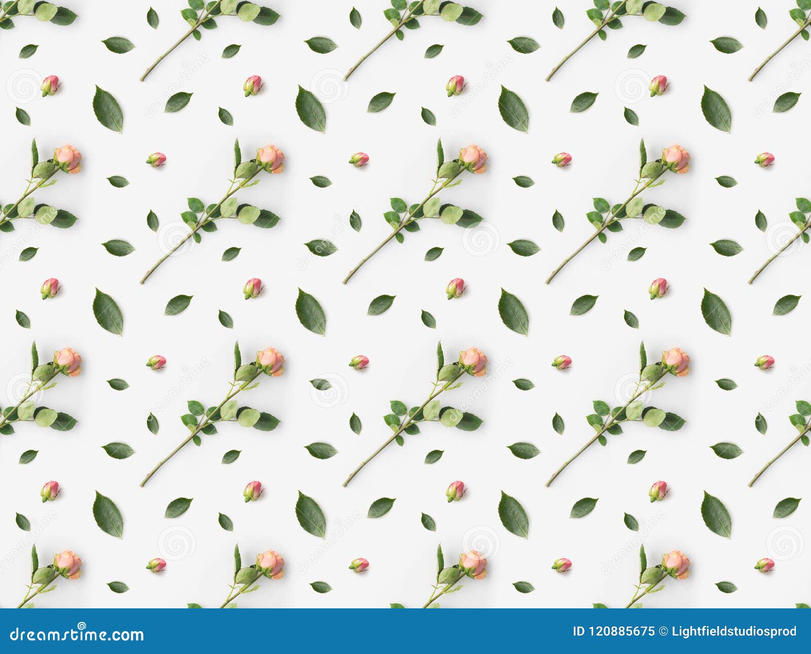 Pink Roses with Petals Placed in a Rows Stock Image - Image of pink ...