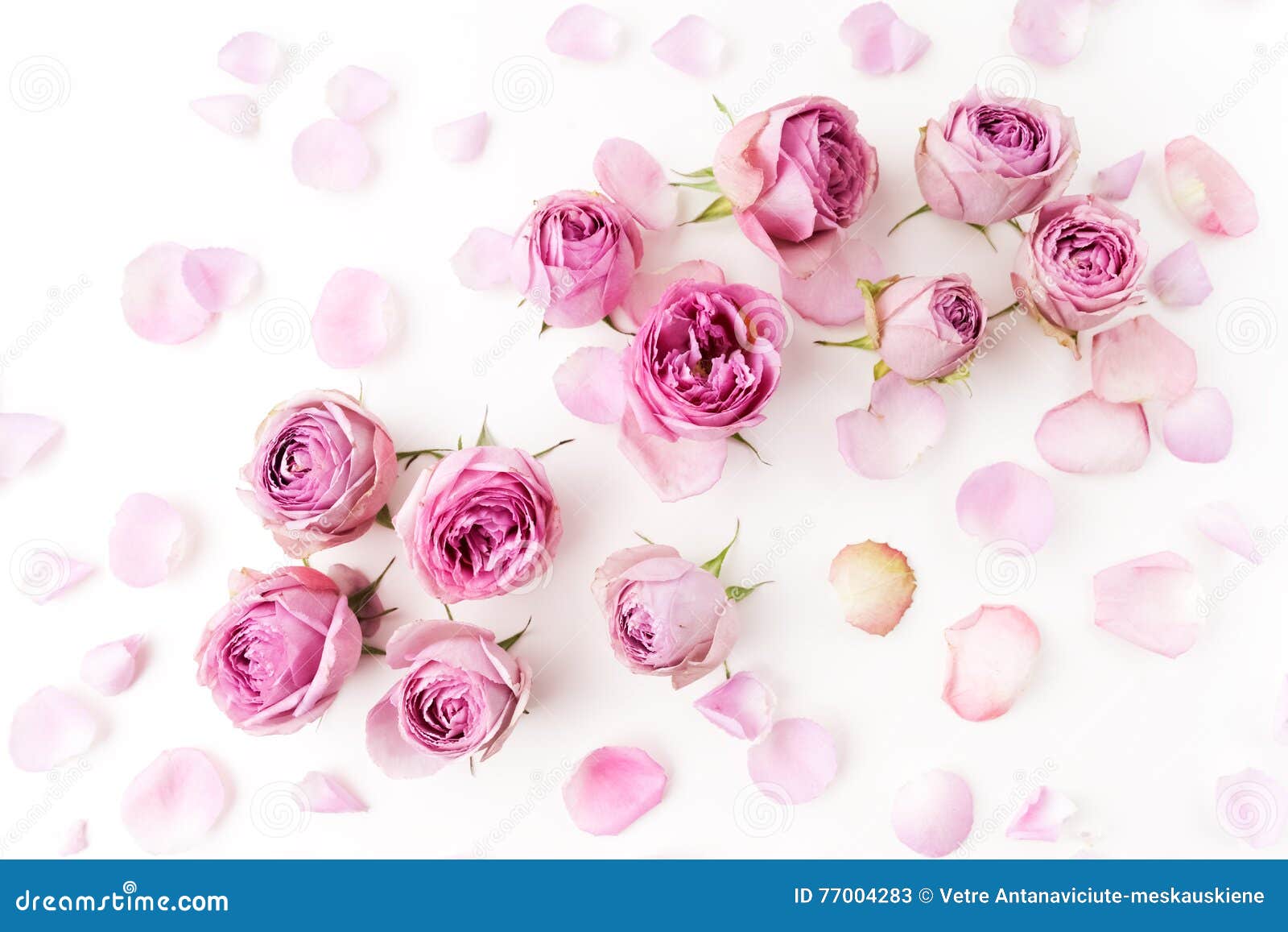 Pink Roses and Petals Scattered on White Background. Flat Lay, Overhead ...