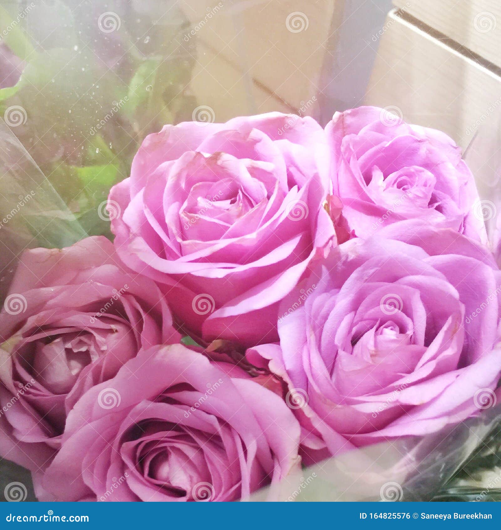 Pink Roses in a Plastic Bouquet Stock Photo - Image of bouquet, couple ...