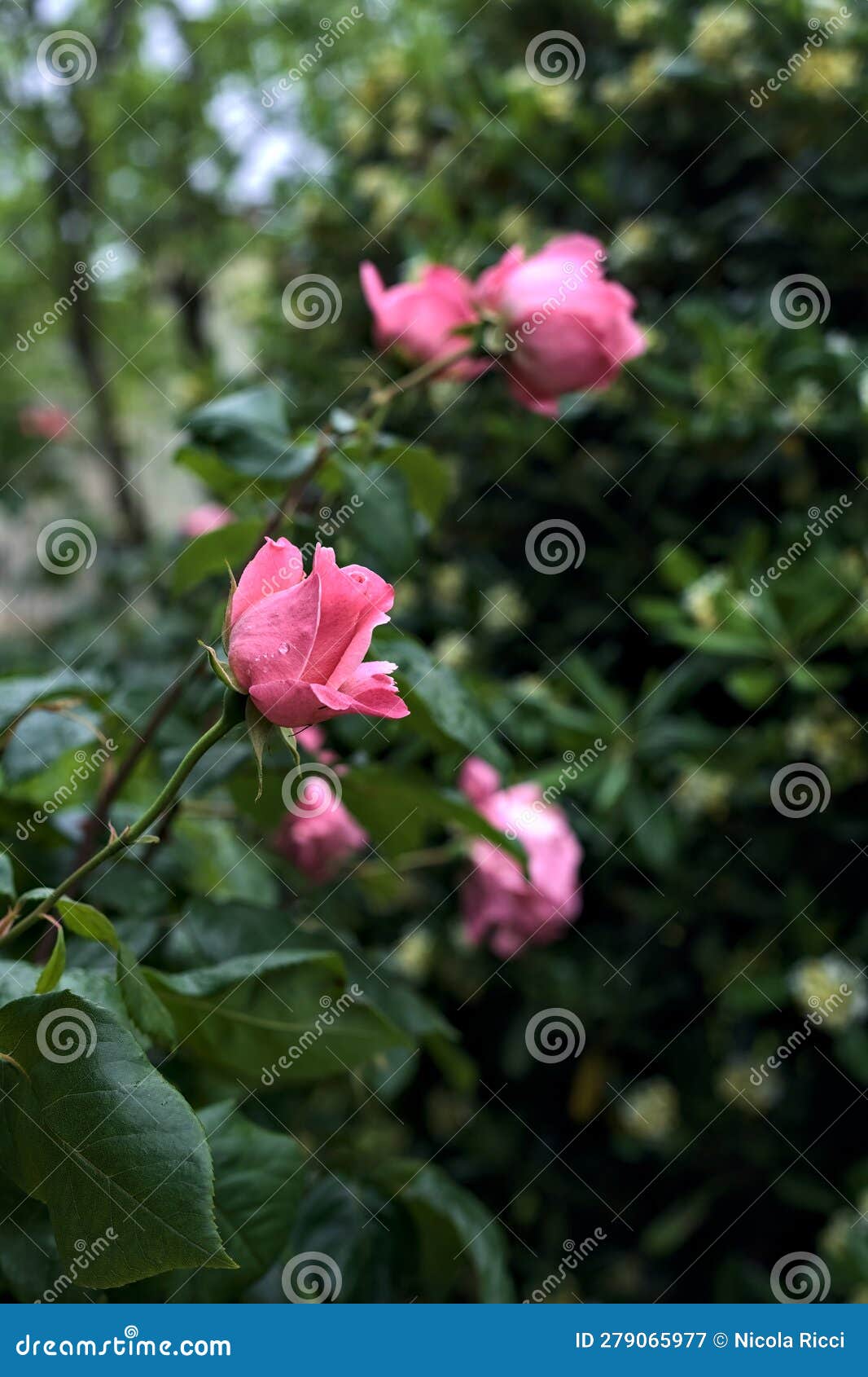Pink Roses with Rain Drops on it in a Bush Seen Up Close Stock Image ...