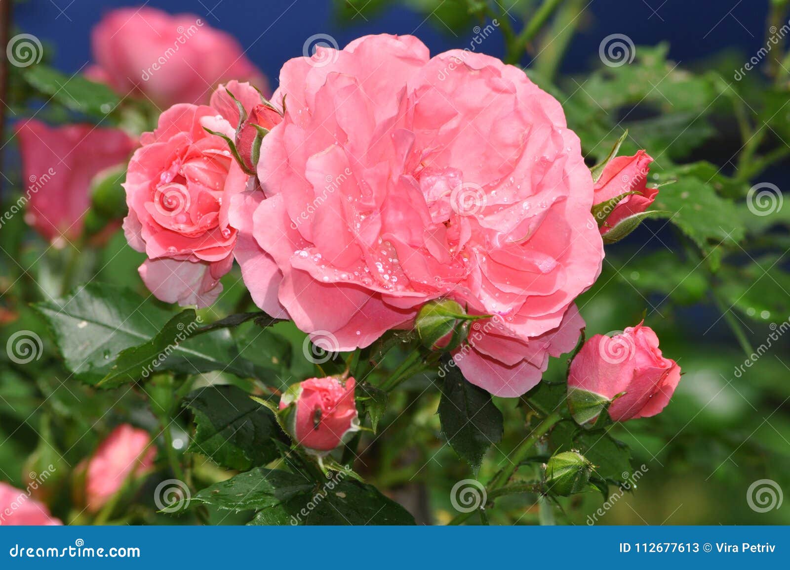 Pink roses in the rain stock image. Image of pebbles - 112677613