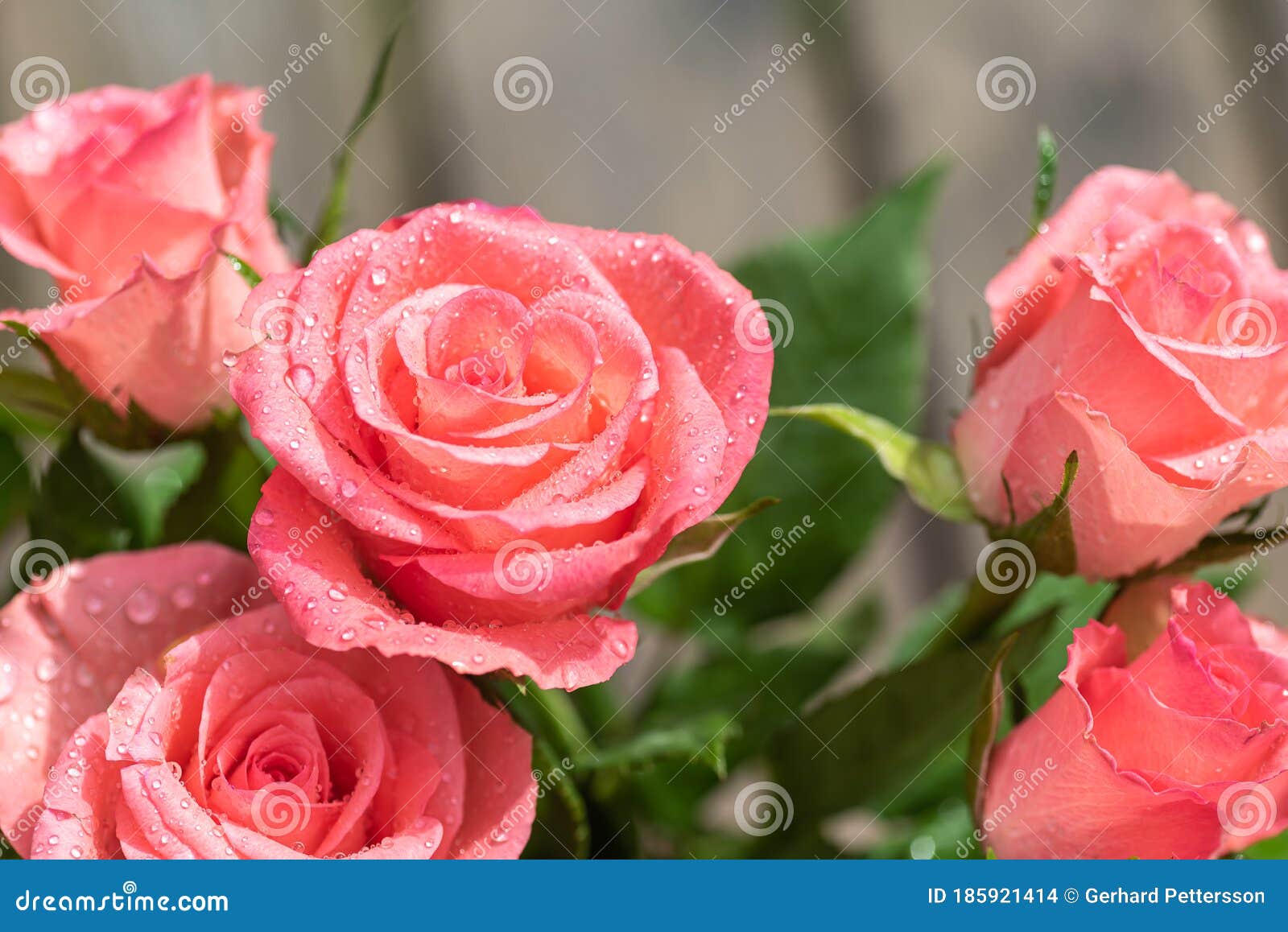 Pink roses after the rain stock photo. Image of beauty - 185921414