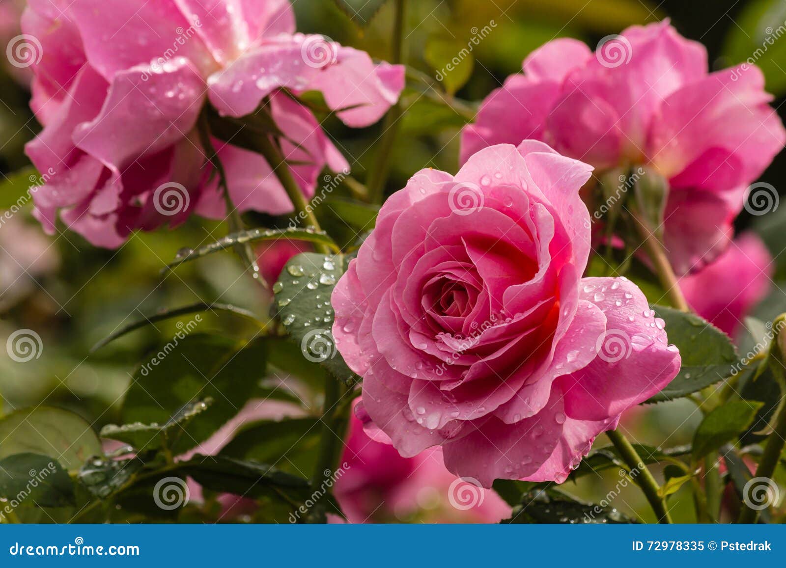 Pink Roses with Raindrops in Bloom Stock Image - Image of roses ...
