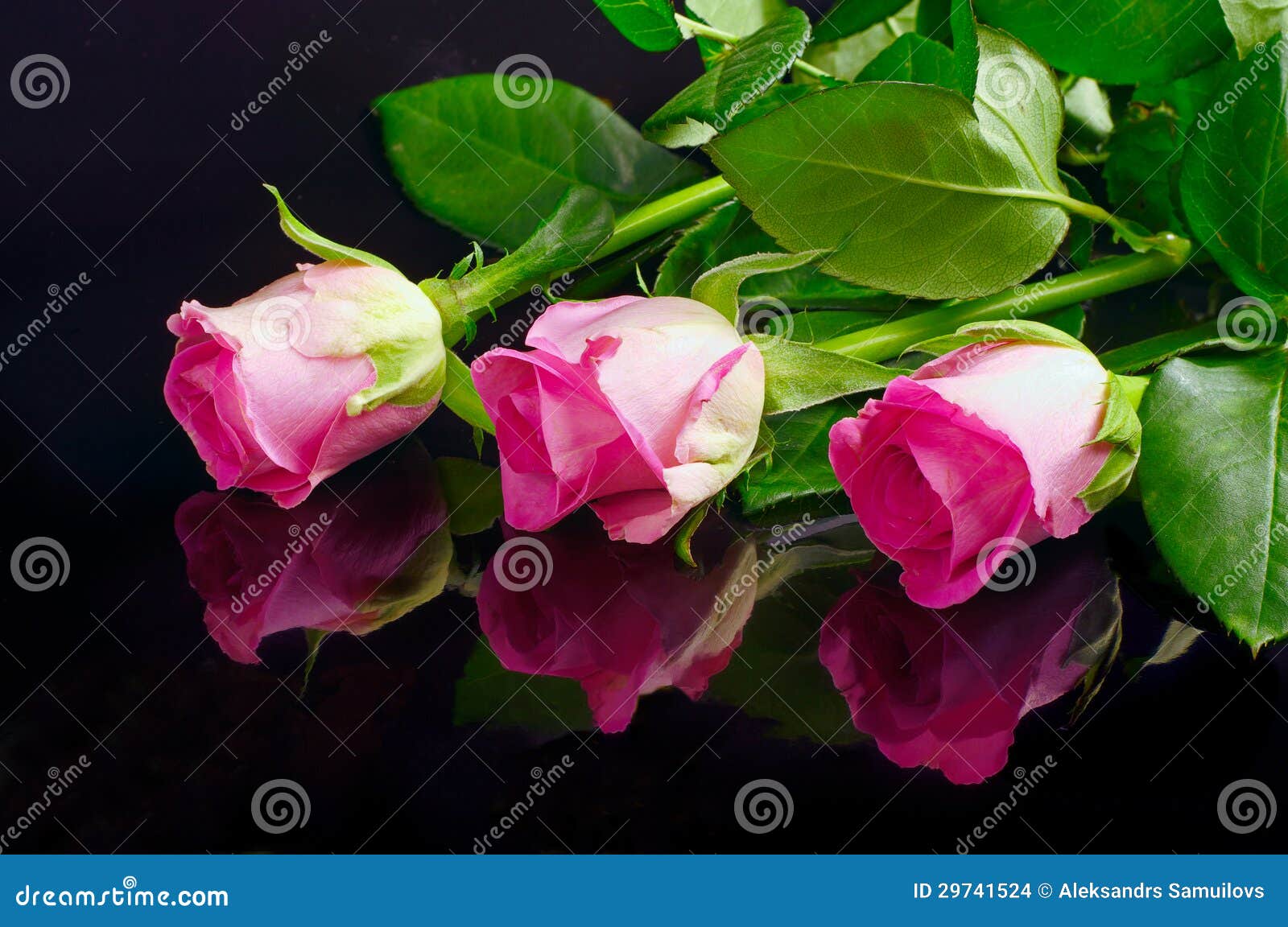 Pink roses with reflection stock photo. Image of celebration - 29741524