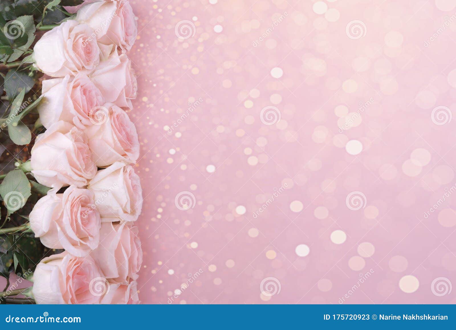 Pink Roses on the Right Side on a Pink Background Stock Image - Image ...