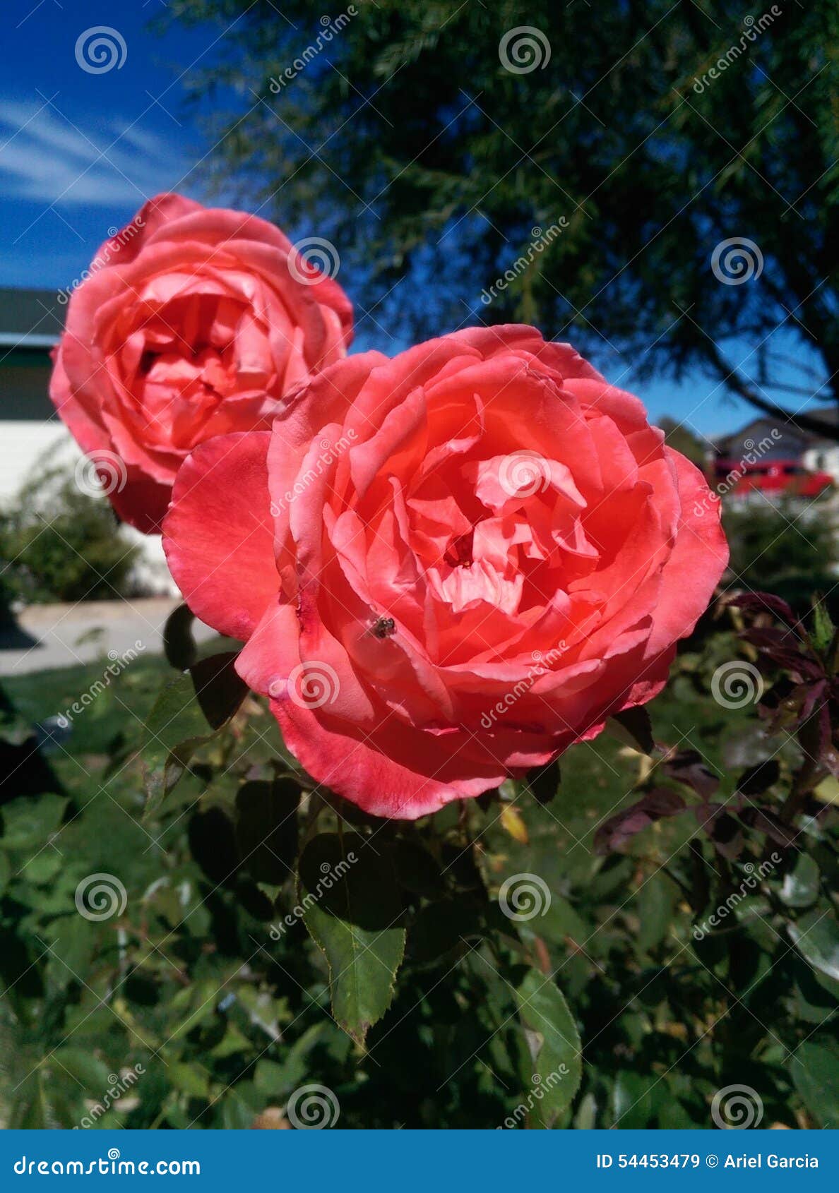Pink Roses stock image. Image of nature, bloom, roses - 54453479