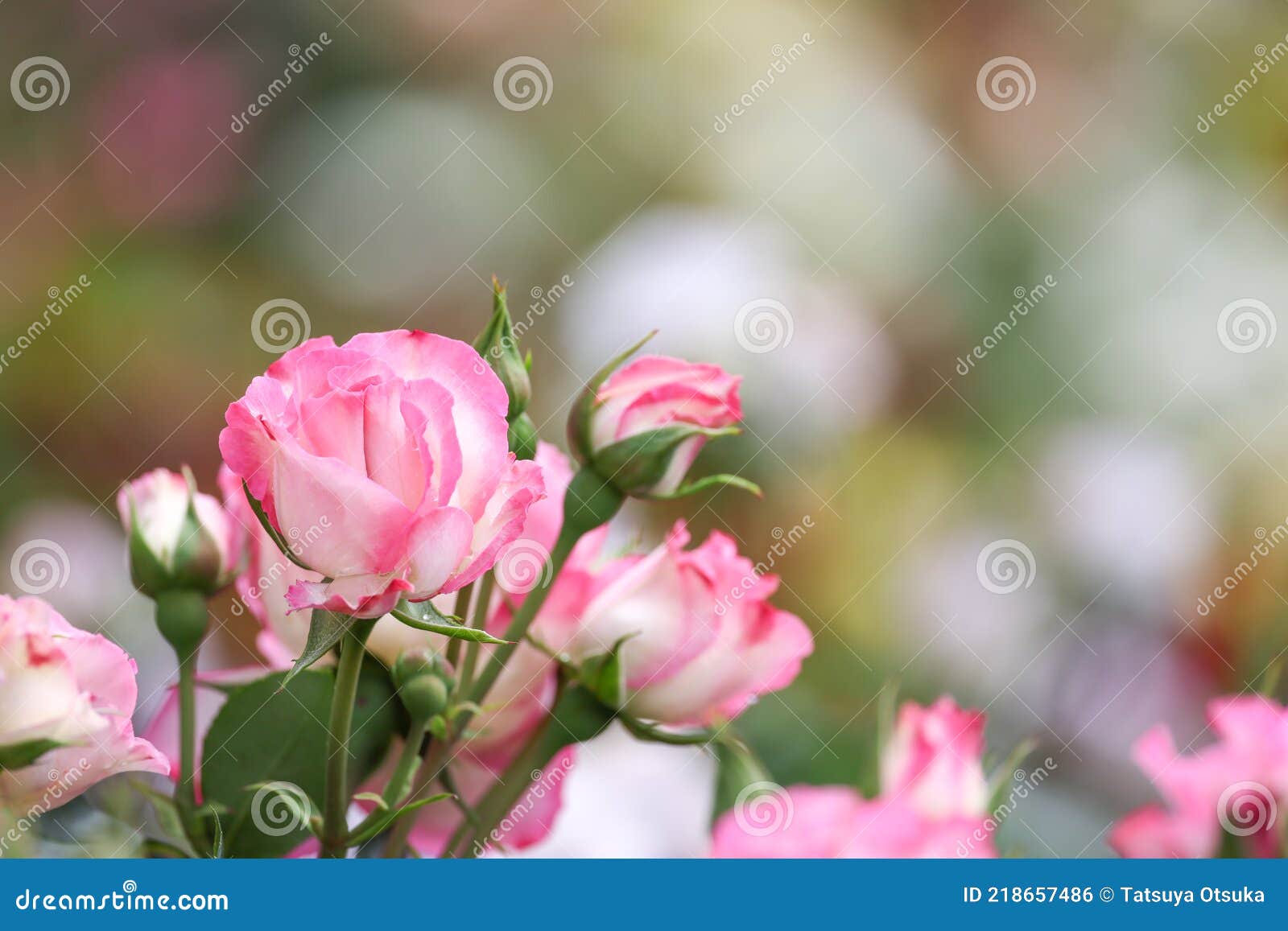 Pink Roses in the Rose Garden Stock Photo - Image of pink, plant: 218657486