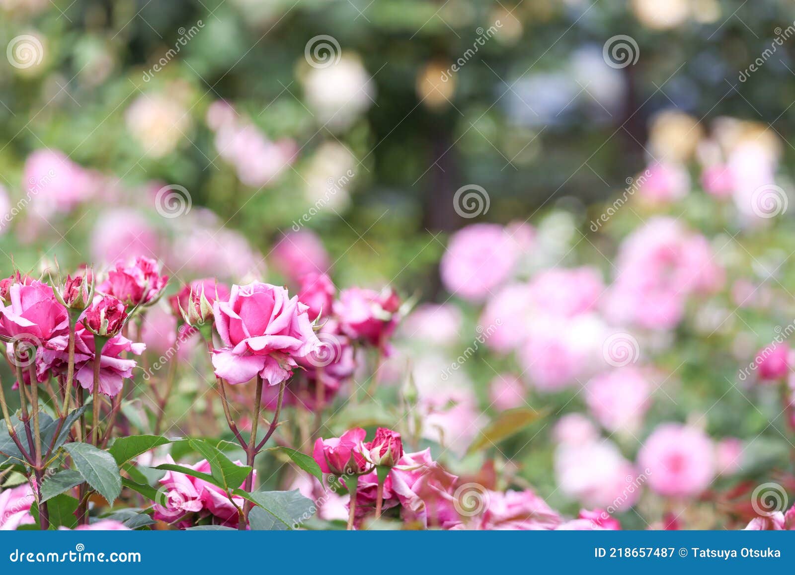 Pink Roses in the Rose Garden Stock Image - Image of flower, garden ...