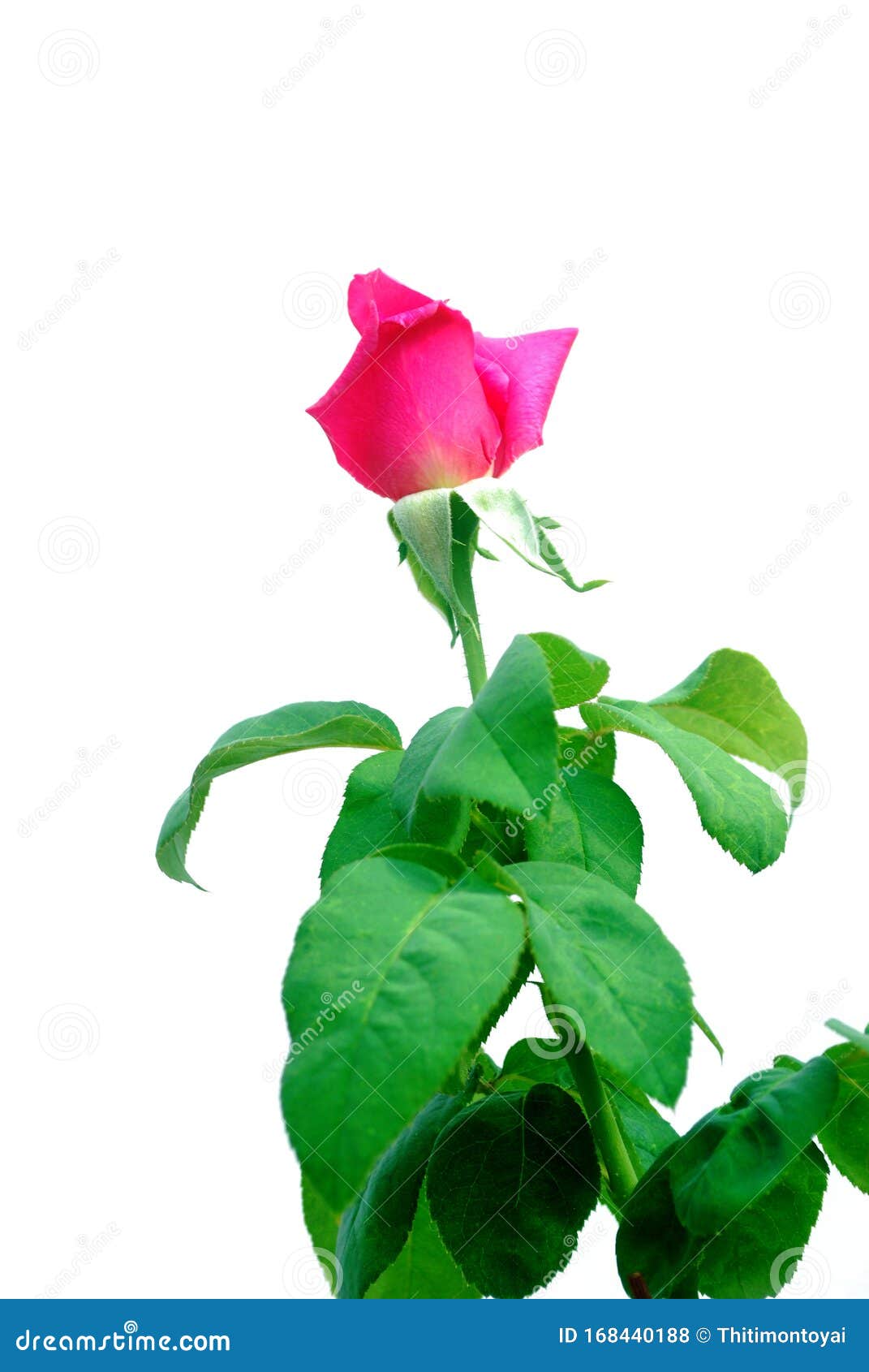 Pink roses. stock photo. Image of bright, roses, isolated - 168440188