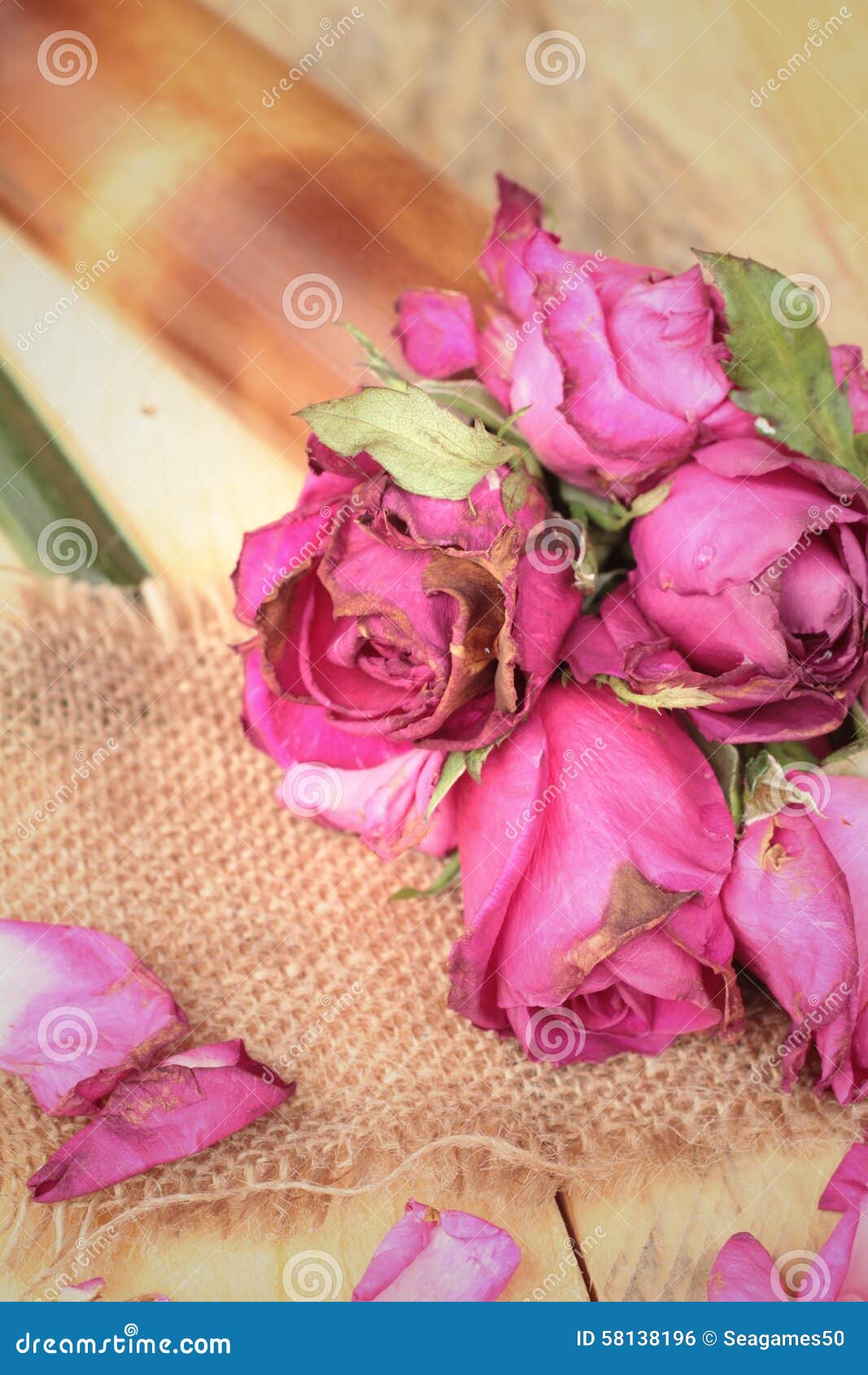 Pink Roses and Rose Petals Were Sprinkled Fallen. Stock Photo - Image ...